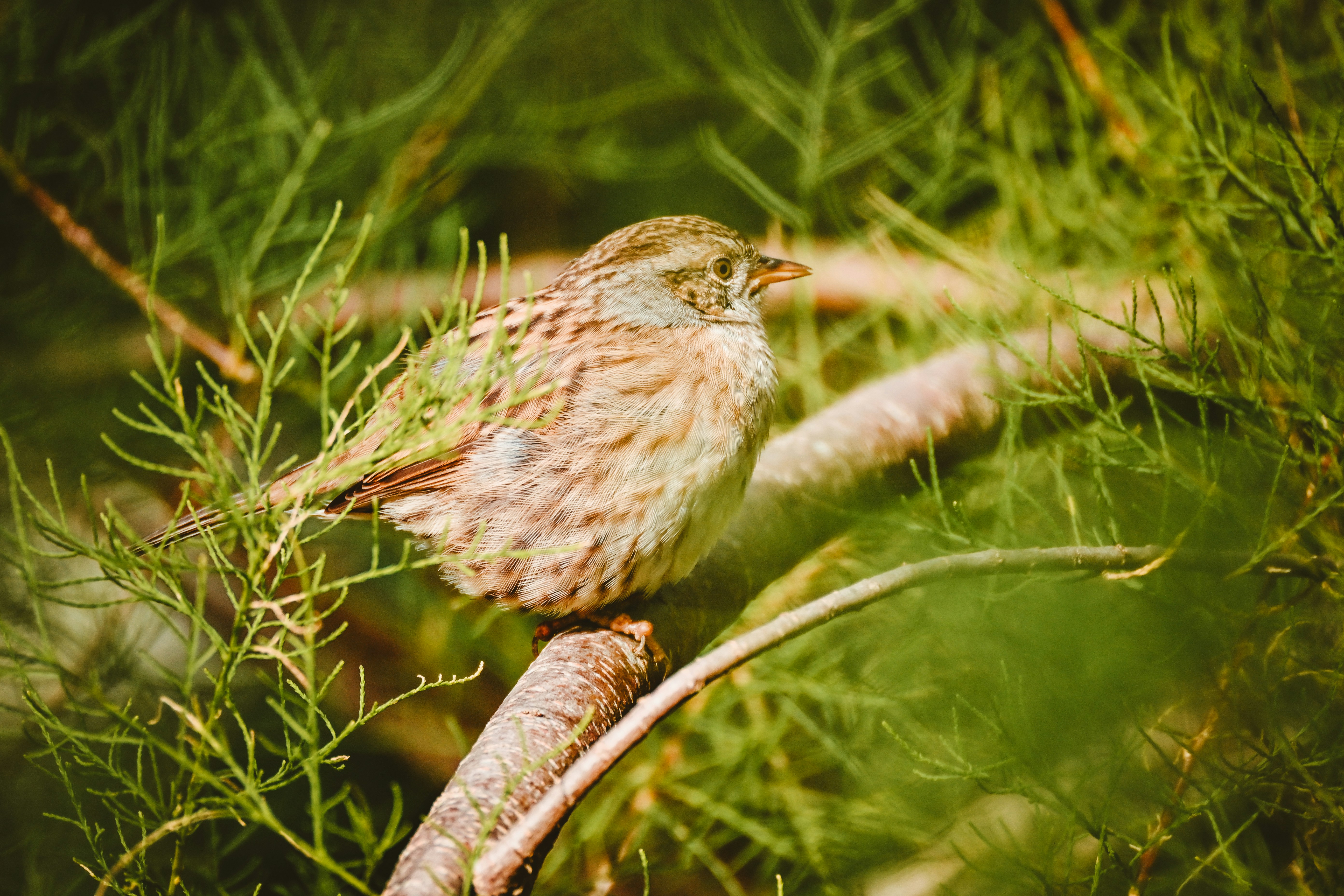 A sparrow perched calmly on a branch, surrounded by vibrant green foliage. The subtle interplay of light and shadow highlights the bird's delicate features.