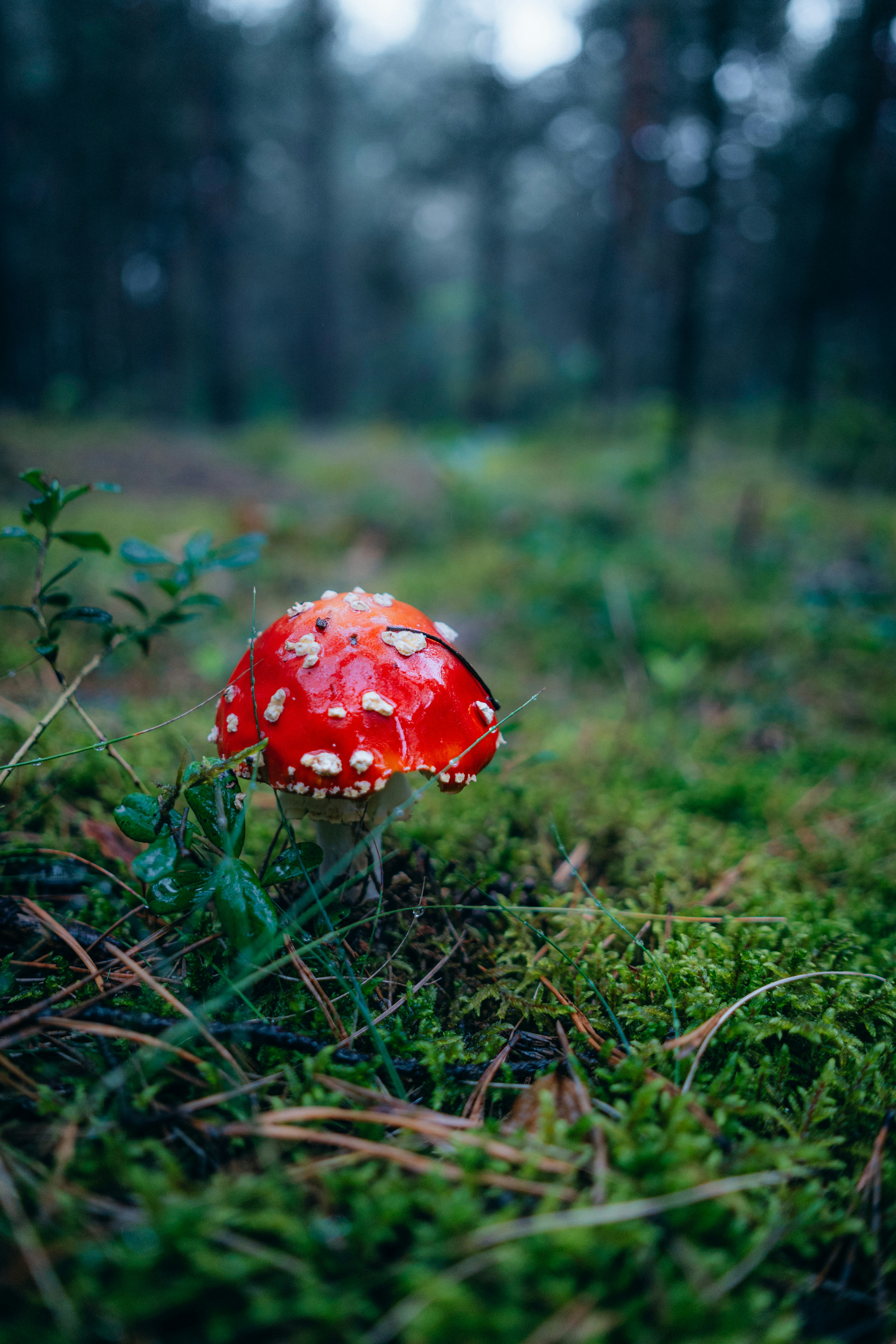Crimson Amanita on Moss: a quiet forest micro-scene