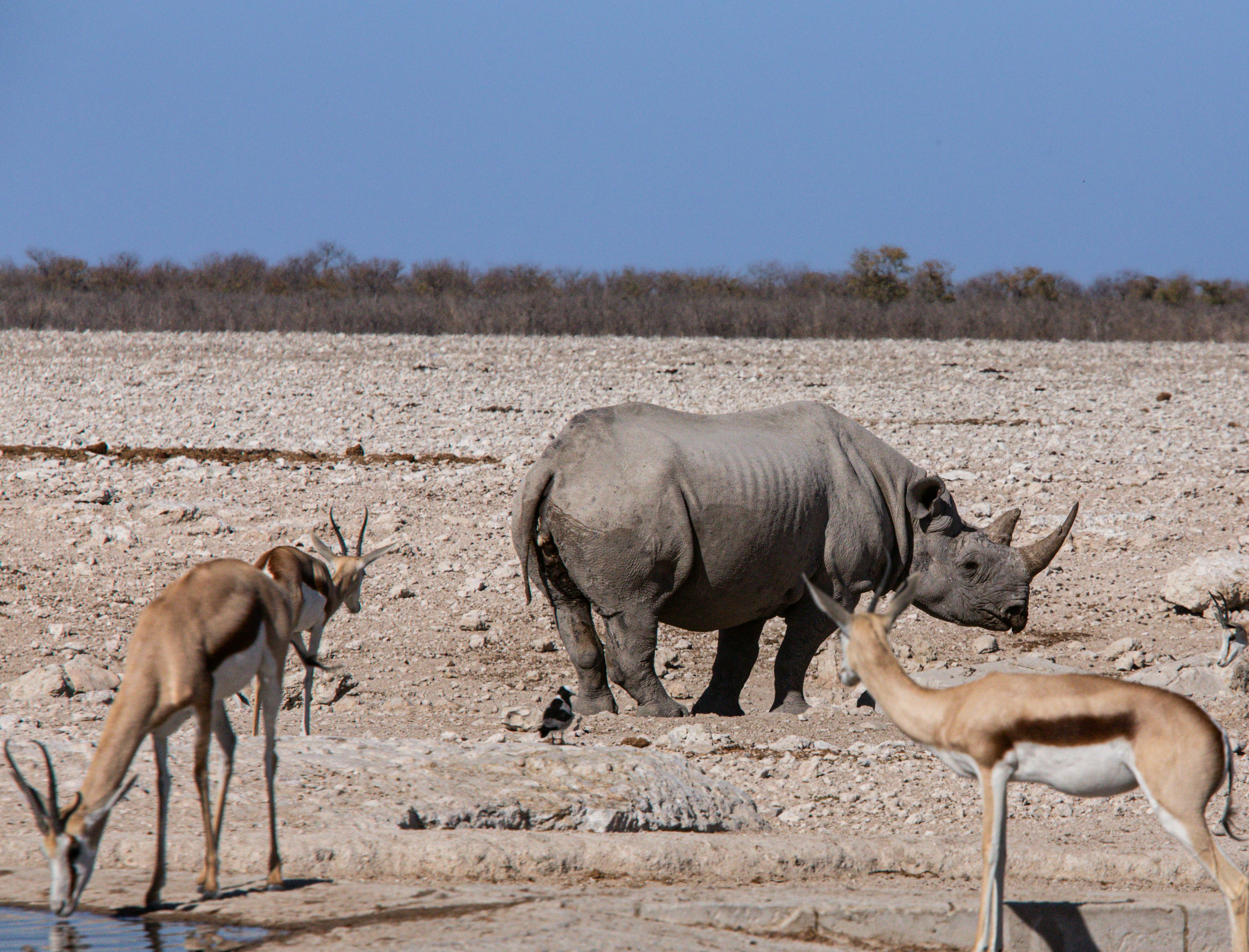 Waterhole Portrait: Rhino with Curious Gazelles on the Savanna Edge