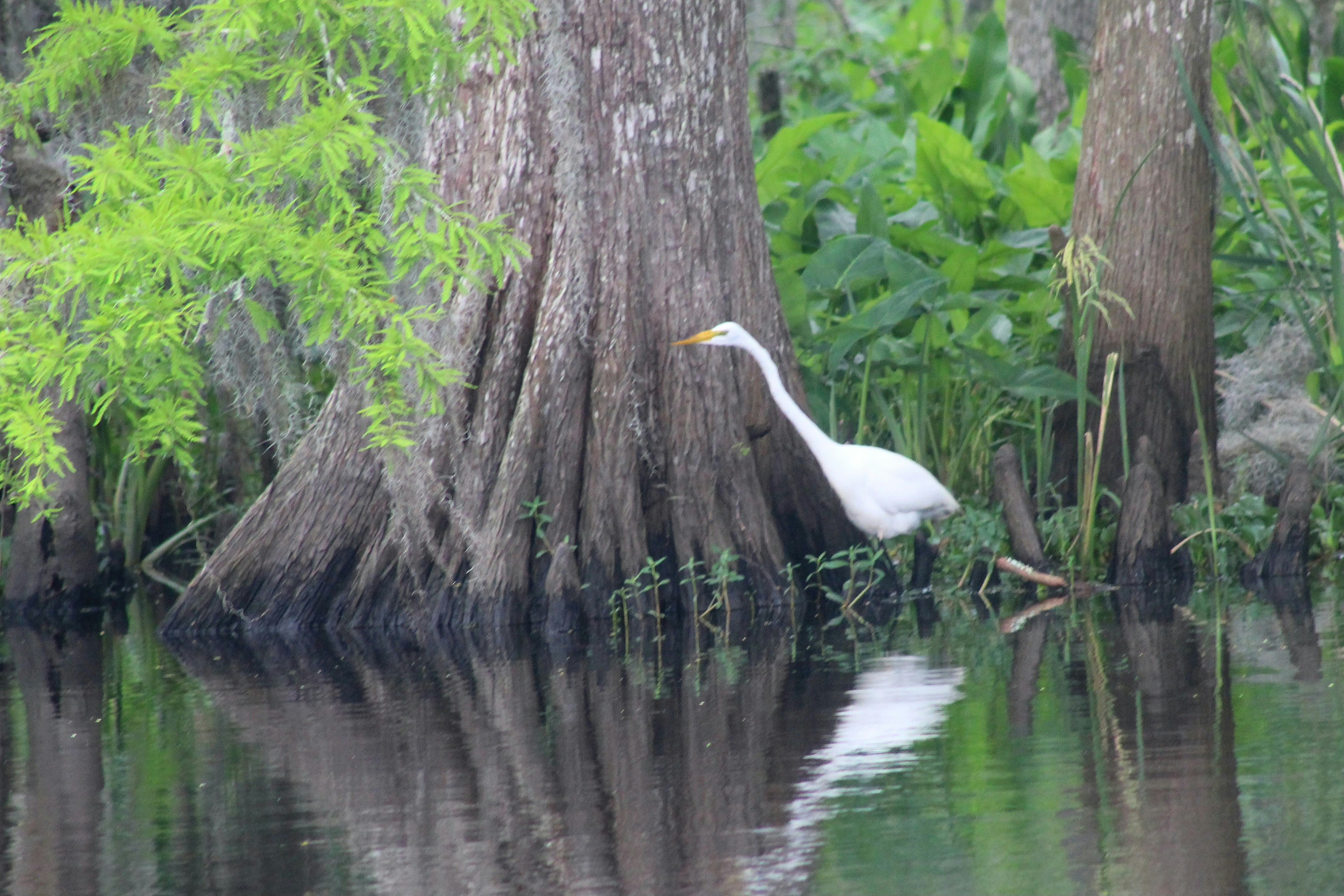 Un oiseau blanc debout dans l’eau à côté d’un arbre photo – Image ...