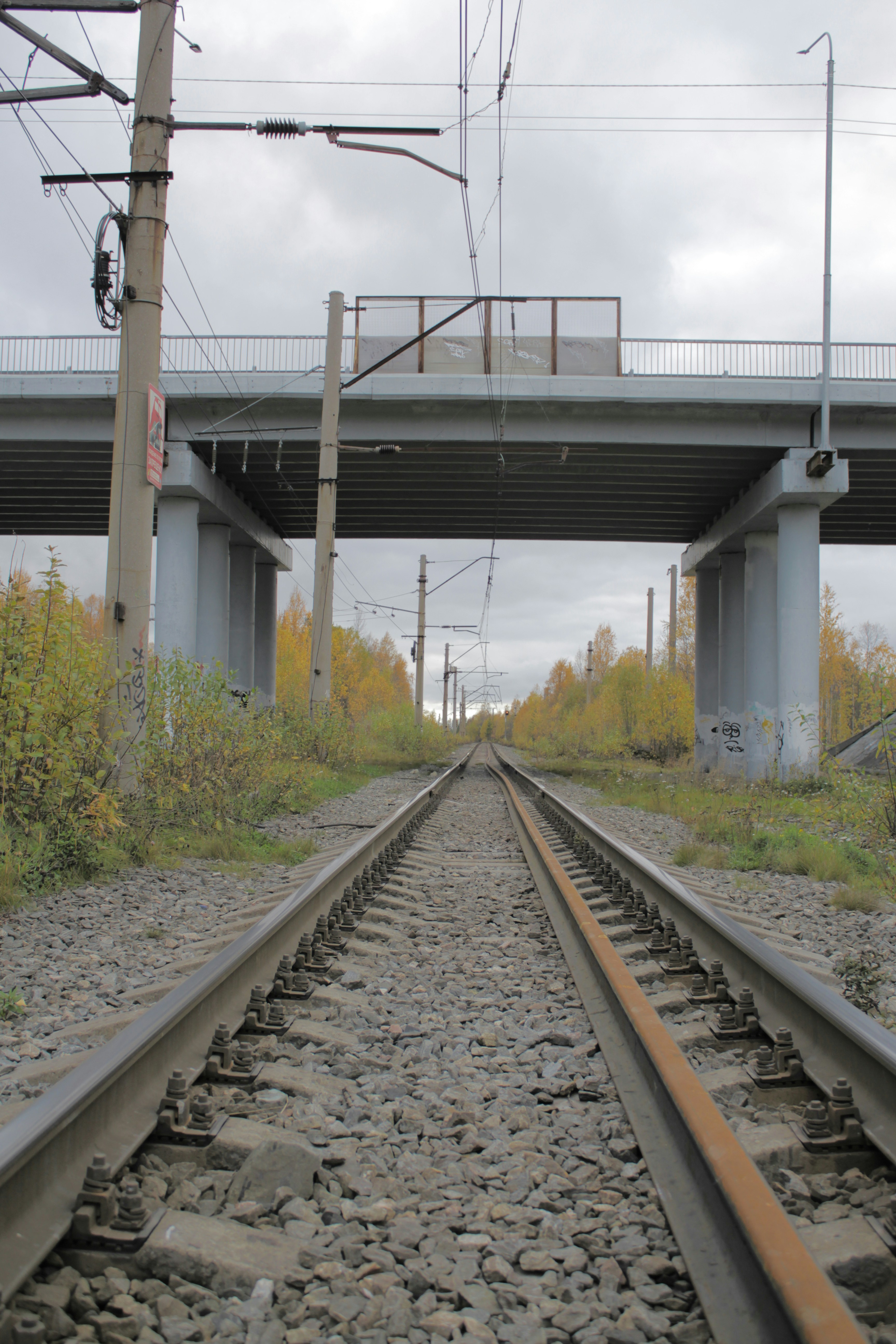 Convergence on the Quiet Line: Autumn Rails beneath the Overpass