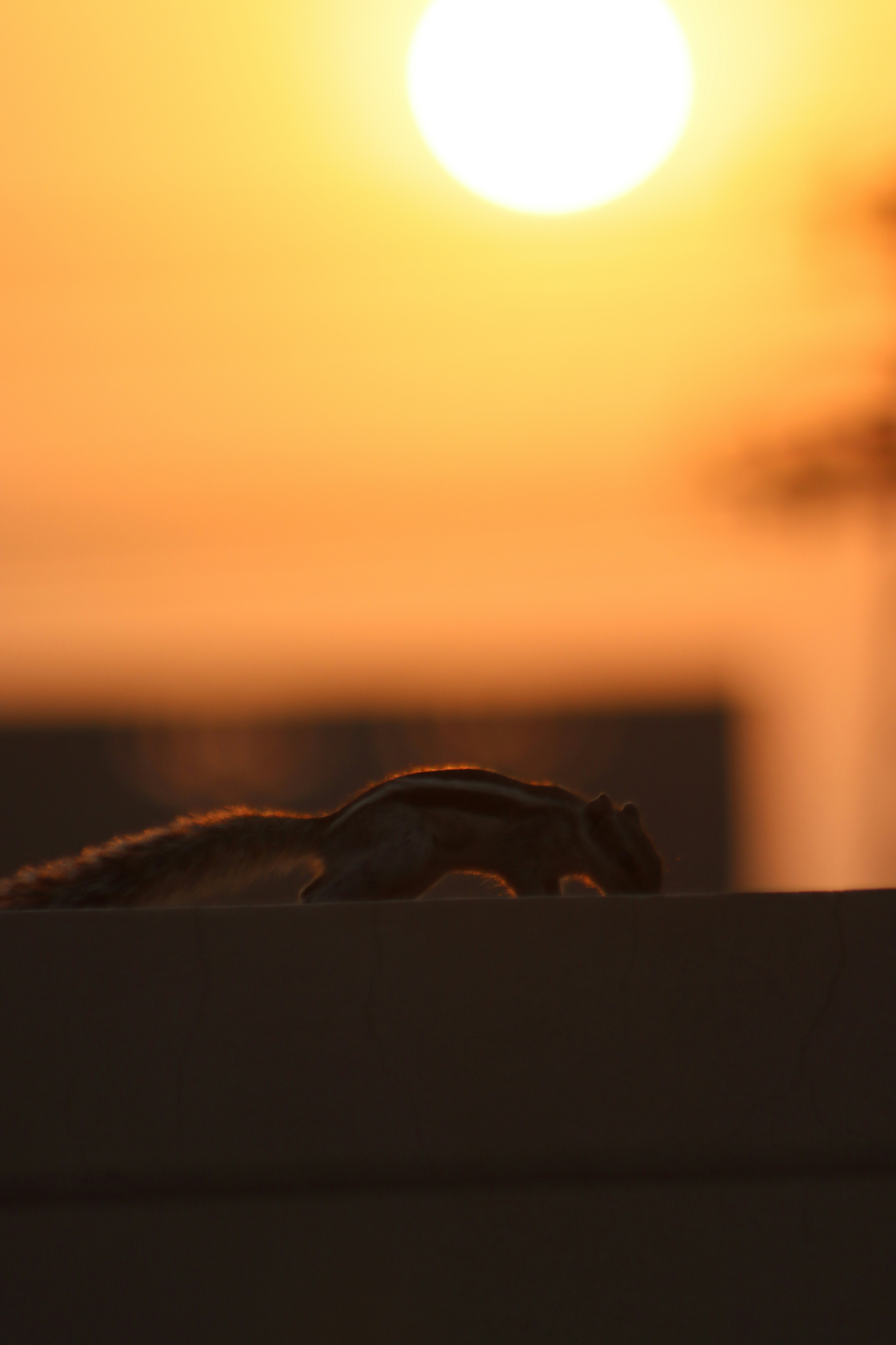 Molten Sunset over a Rooftop Rodent