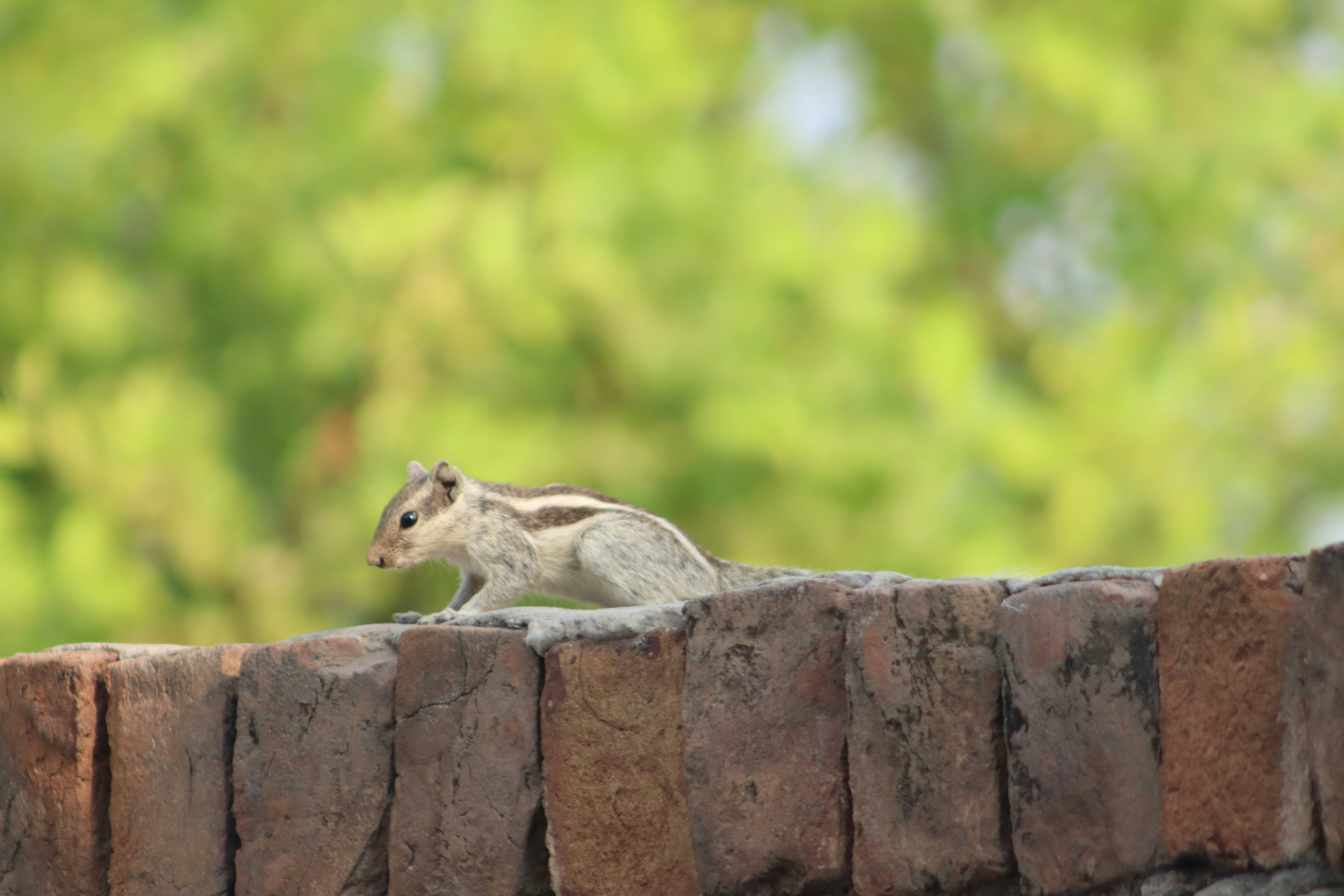 Squirrel on a Brick Wall: a moment of pale fur and alert gaze