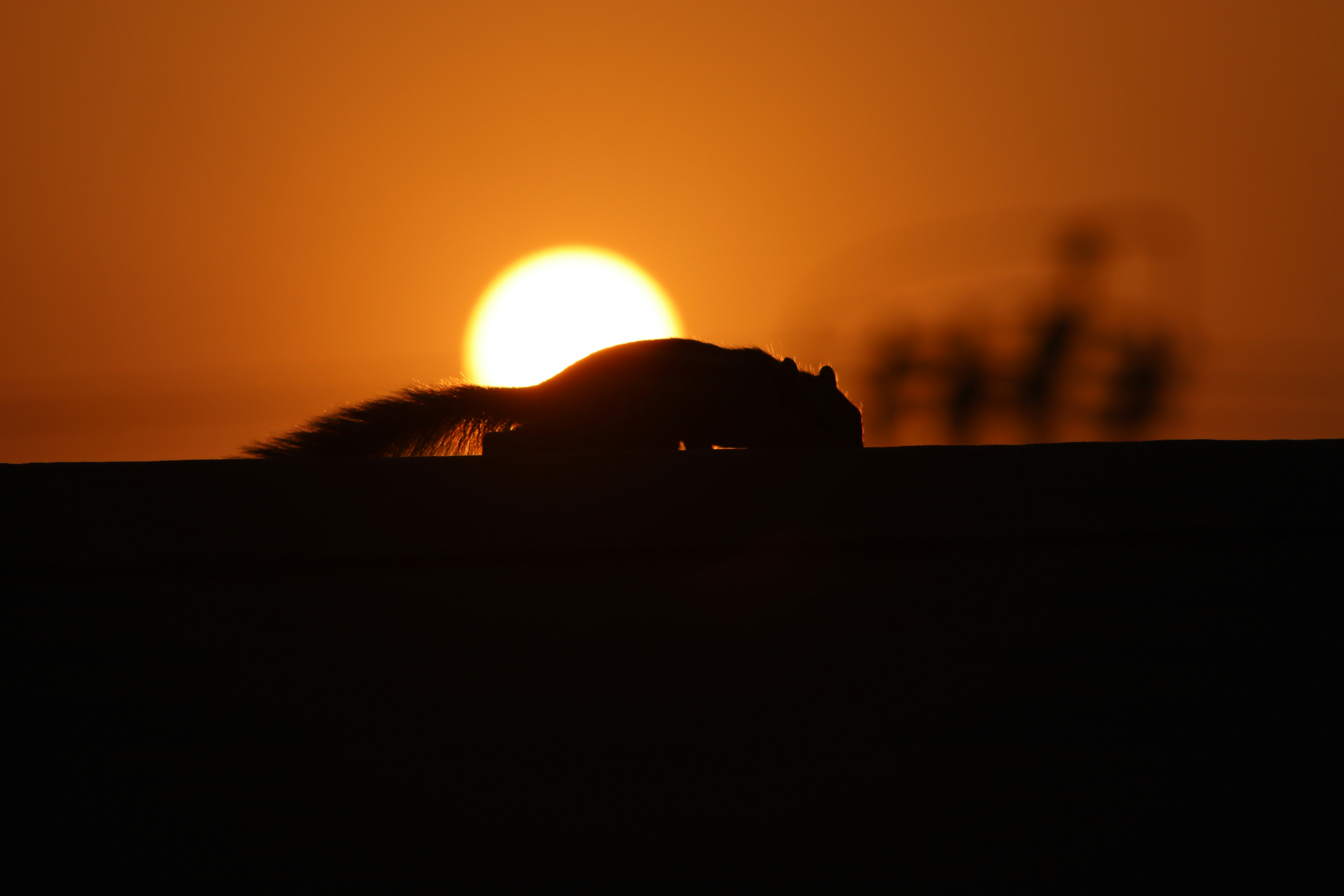 Molten Horizon: a lone car in silhouette against a setting sun