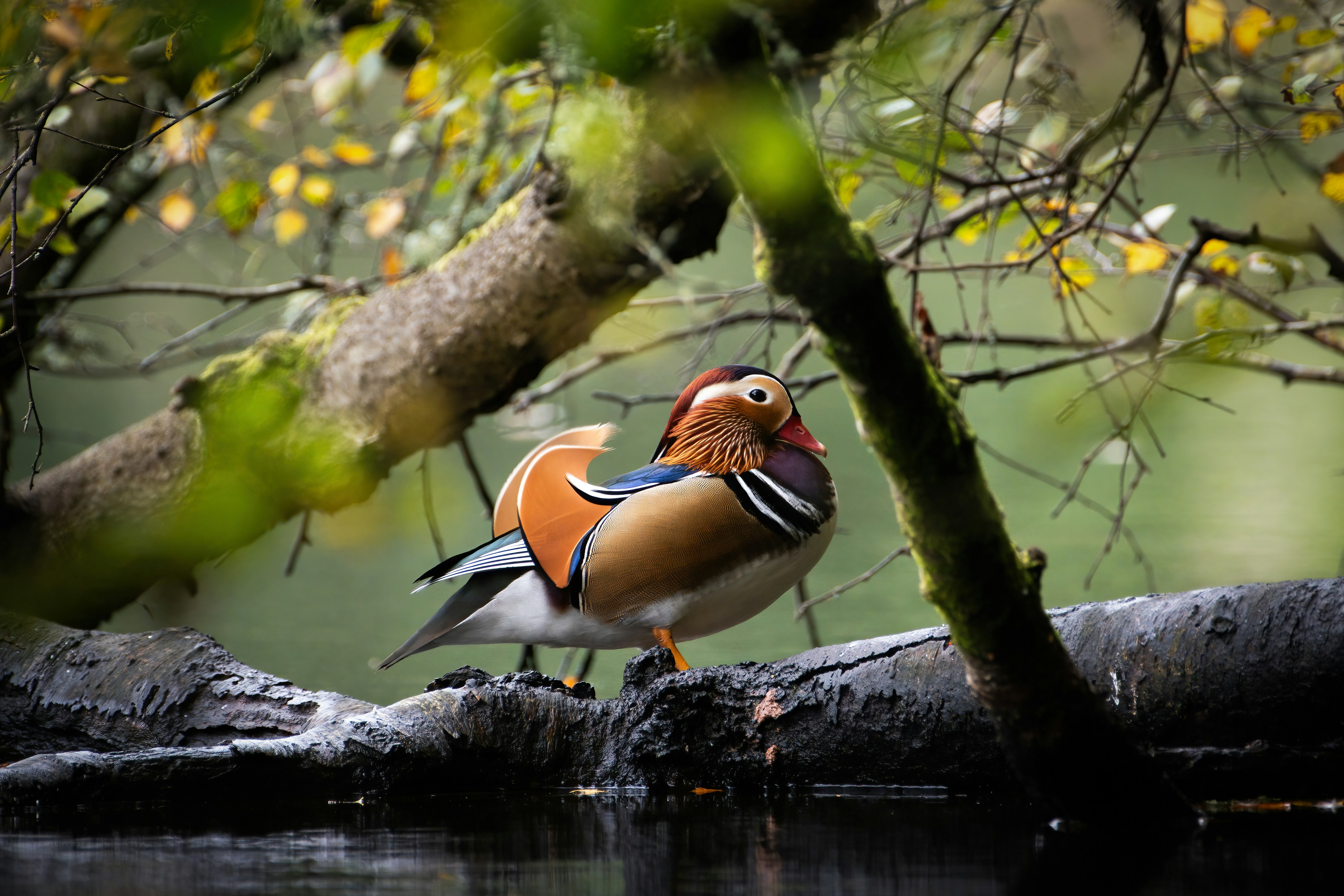 Colorful Mandarin Duck Perched by a Mossy Branch