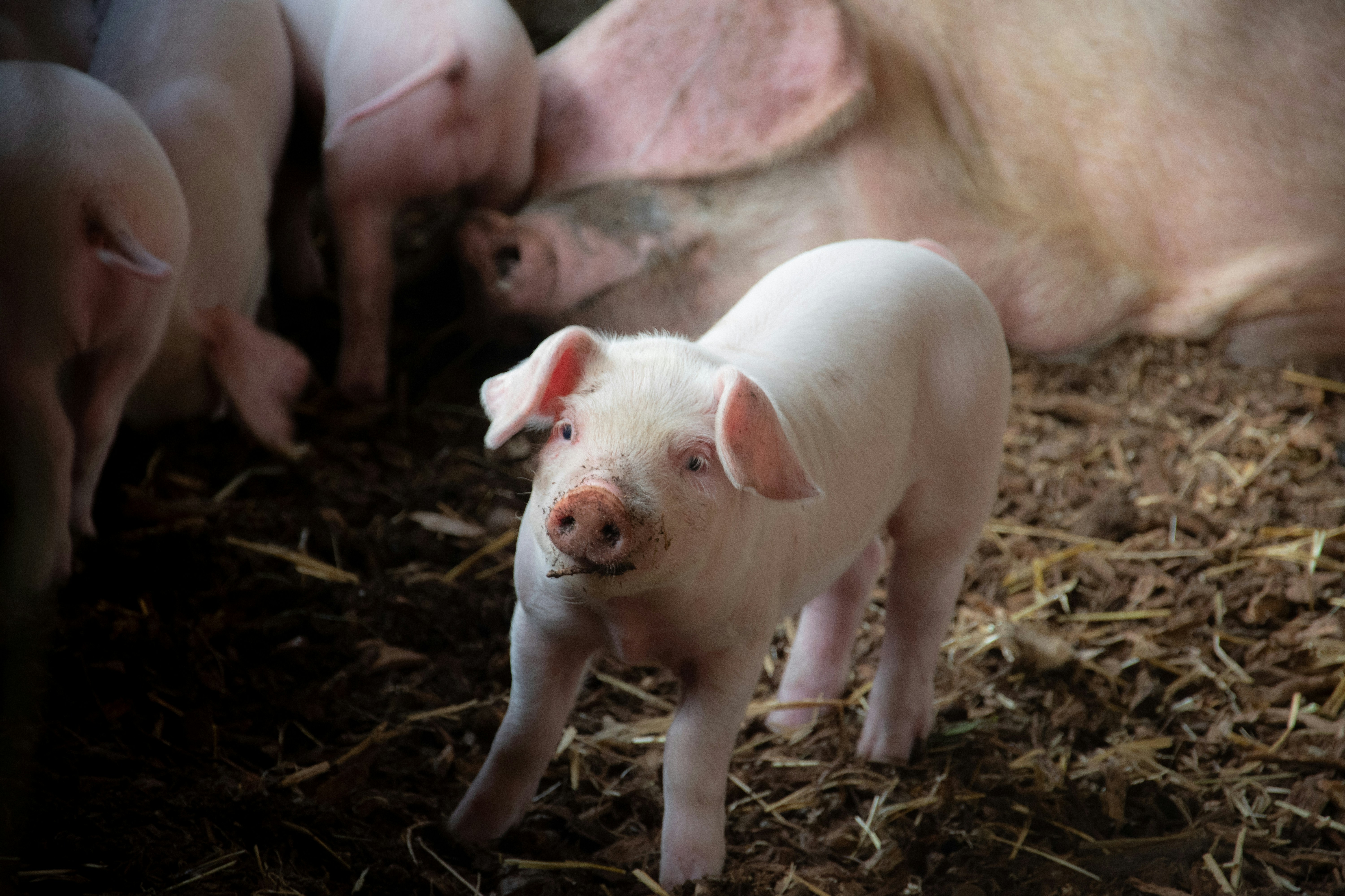 A group of pigs standing on top of a pile of hay photo – Free Pig Image ...