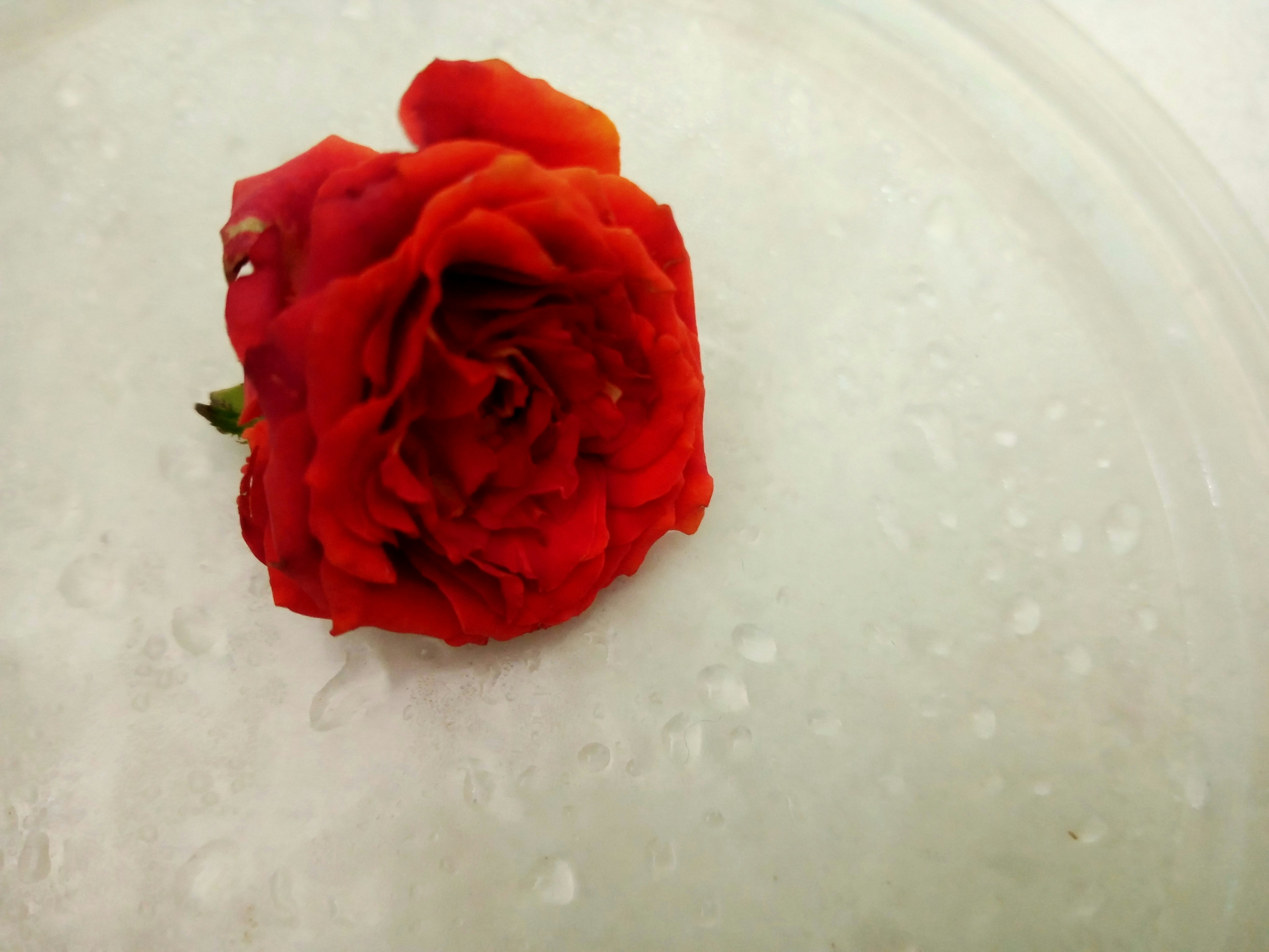 a red rose sitting on top of a white plate