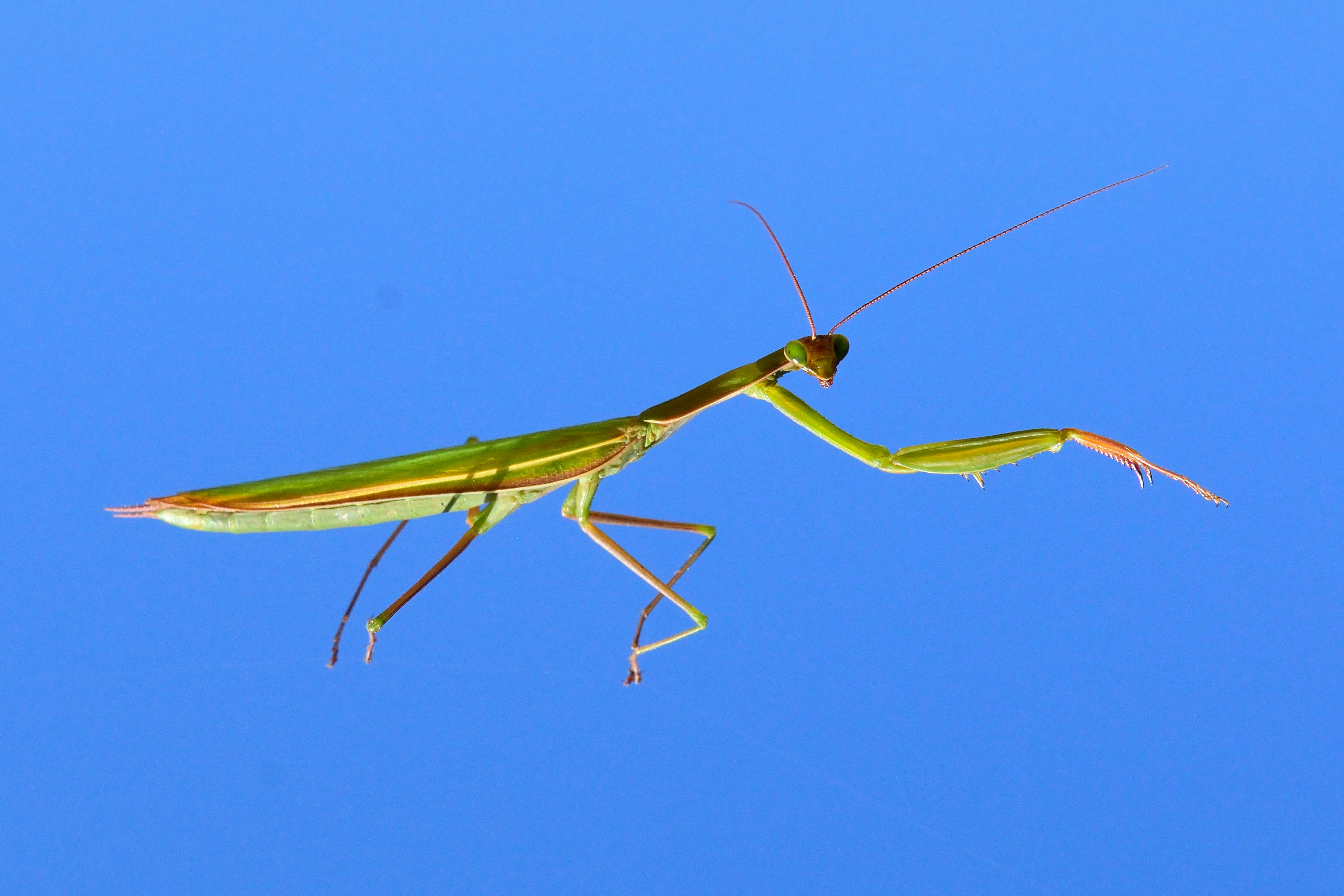 Green praying mantis poised mid-motion against clear blue sky.