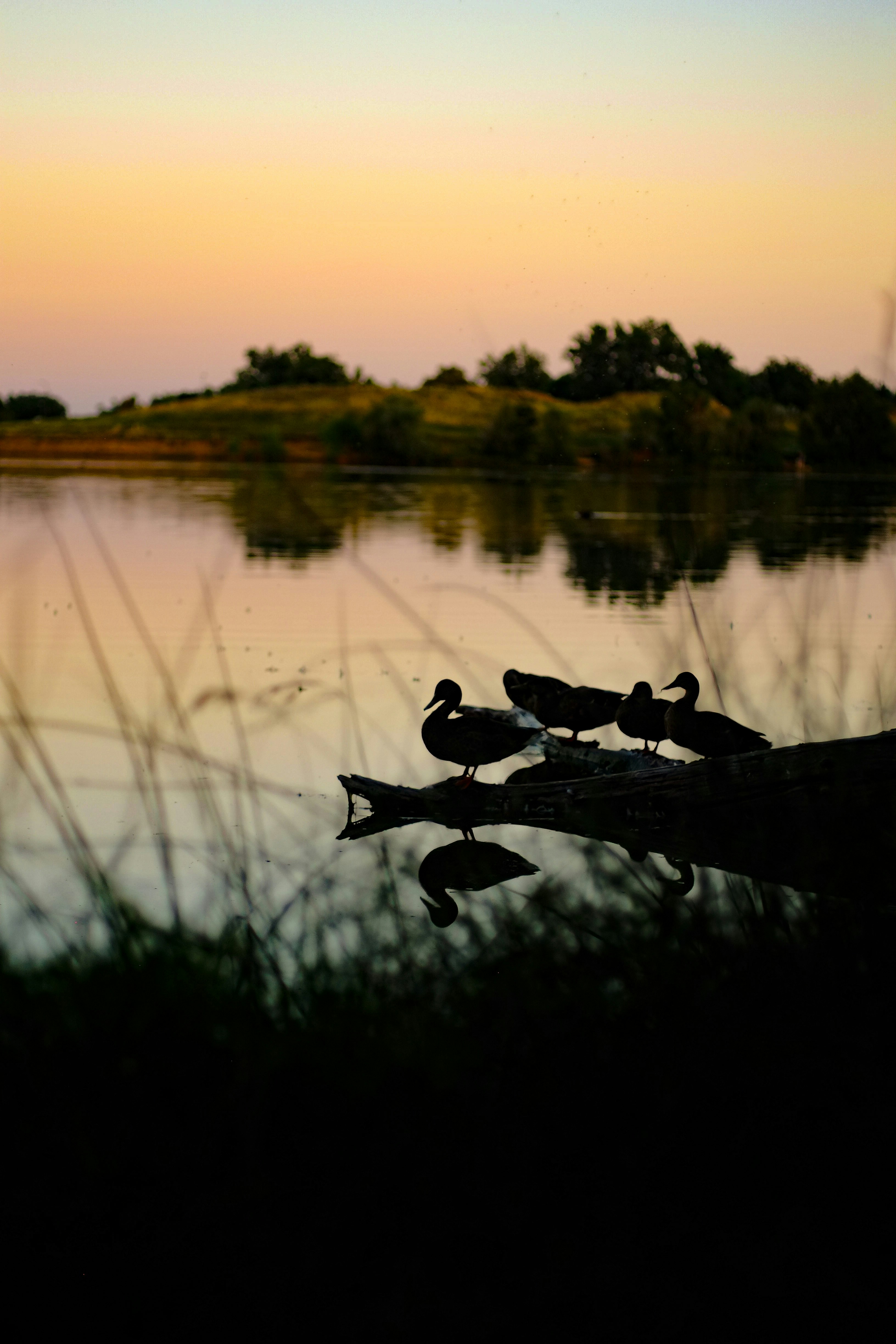 Dusk Silhouettes on a Driftwood Log by a Quiet Lake