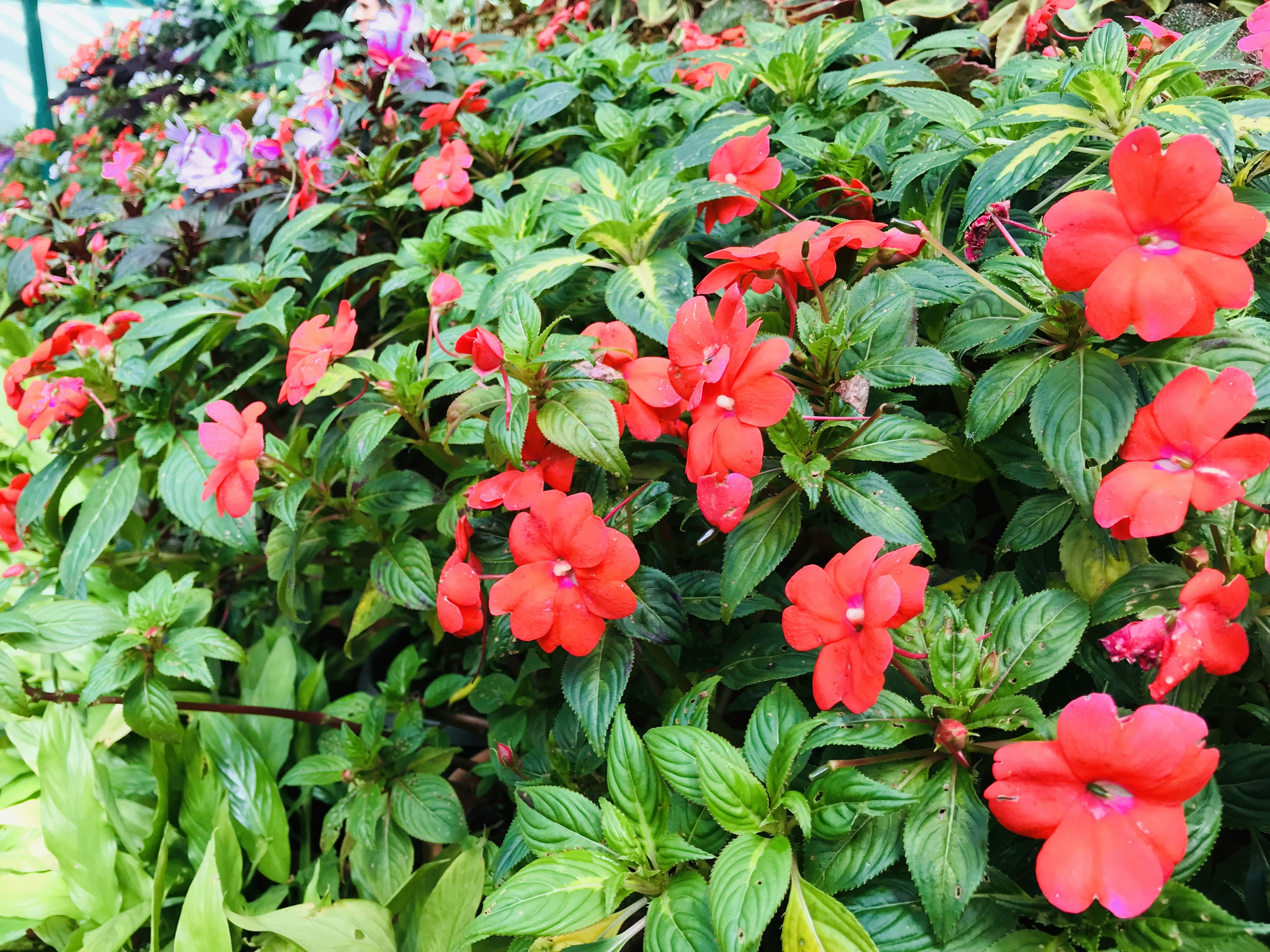 A bunch of red flowers growing in a garden photo – Free Flower Image on ...