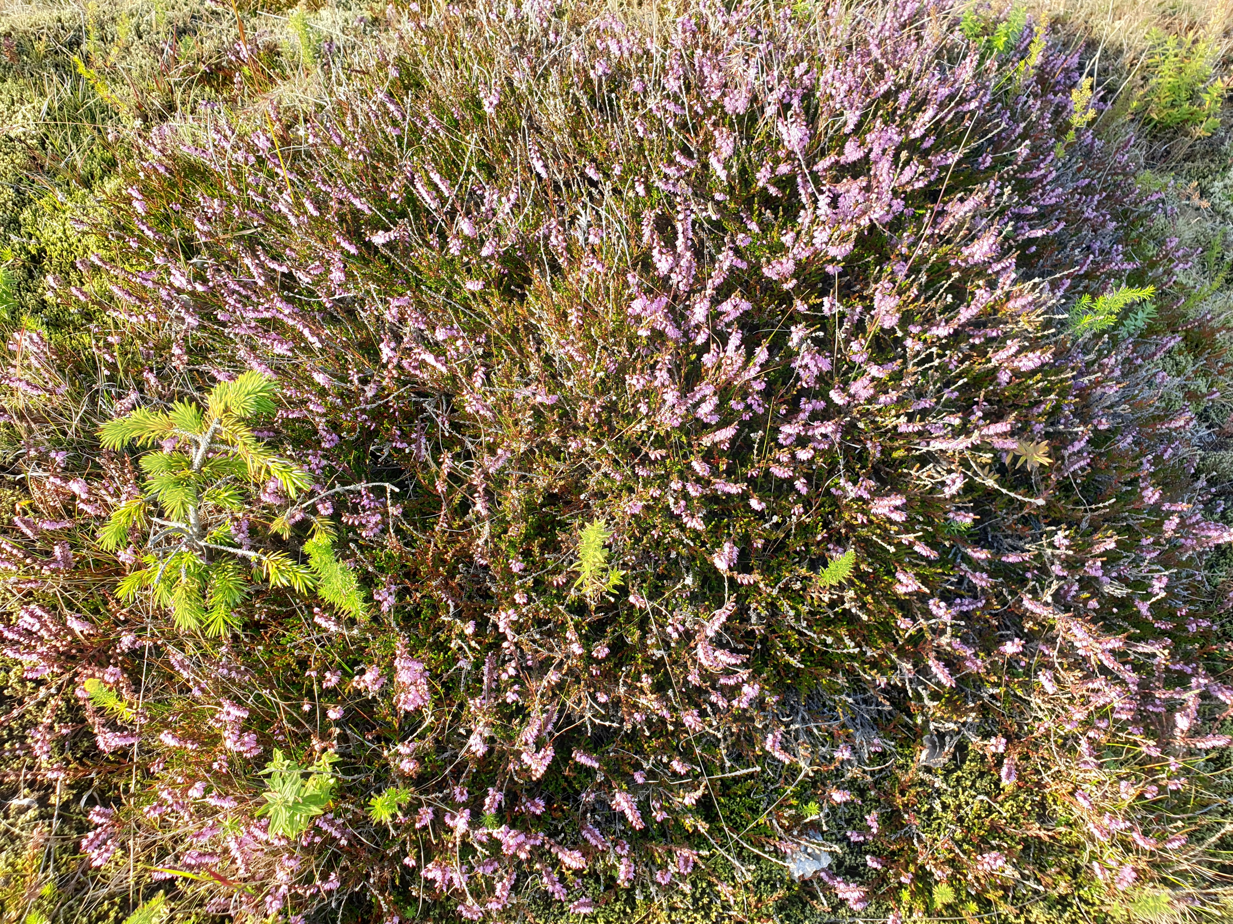 Sunlit Purple Heather Blossoms: a Close-Up Mosaic