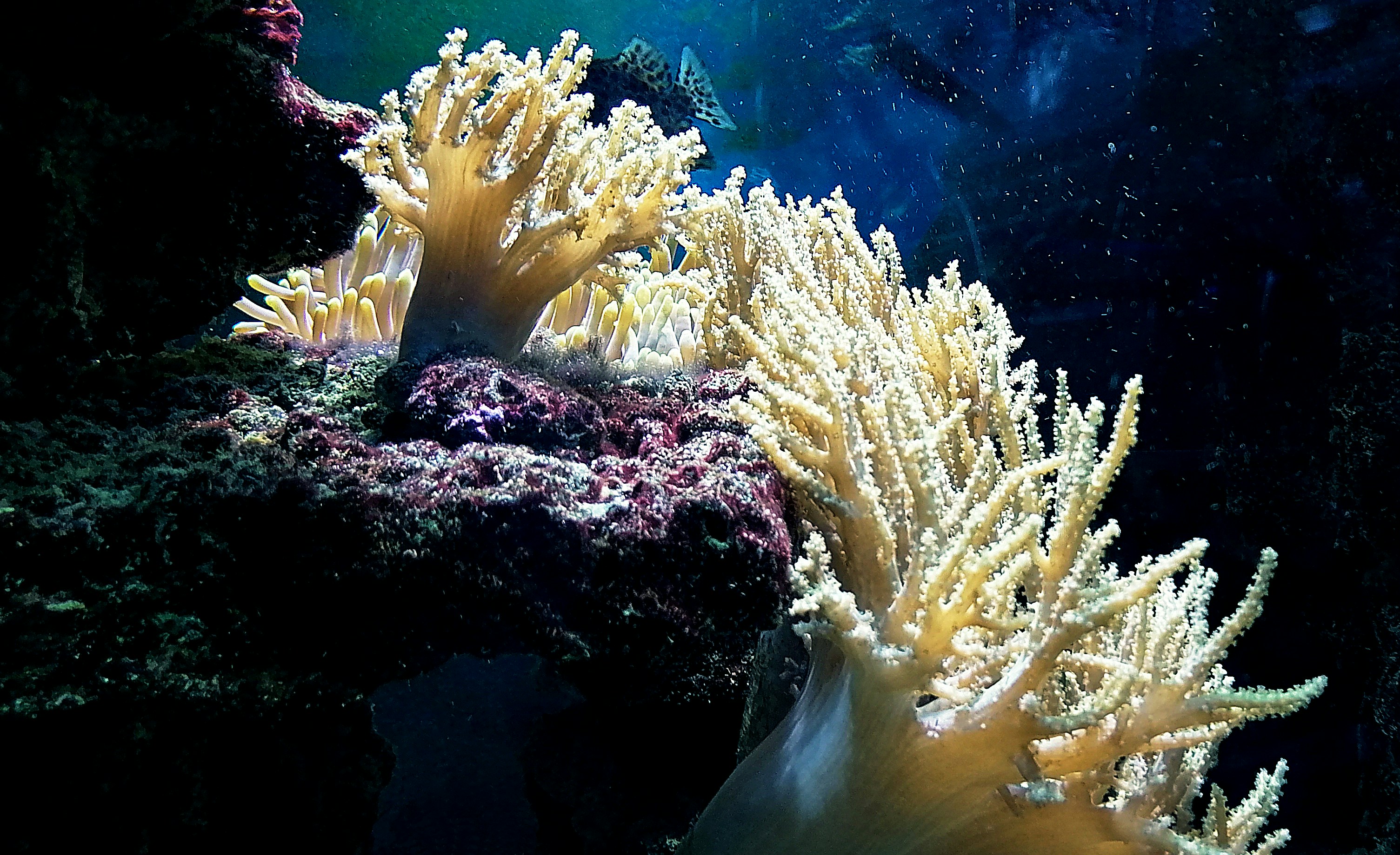 8 Best World’s Largest Coral Reef Systems - largestoftheworld.com