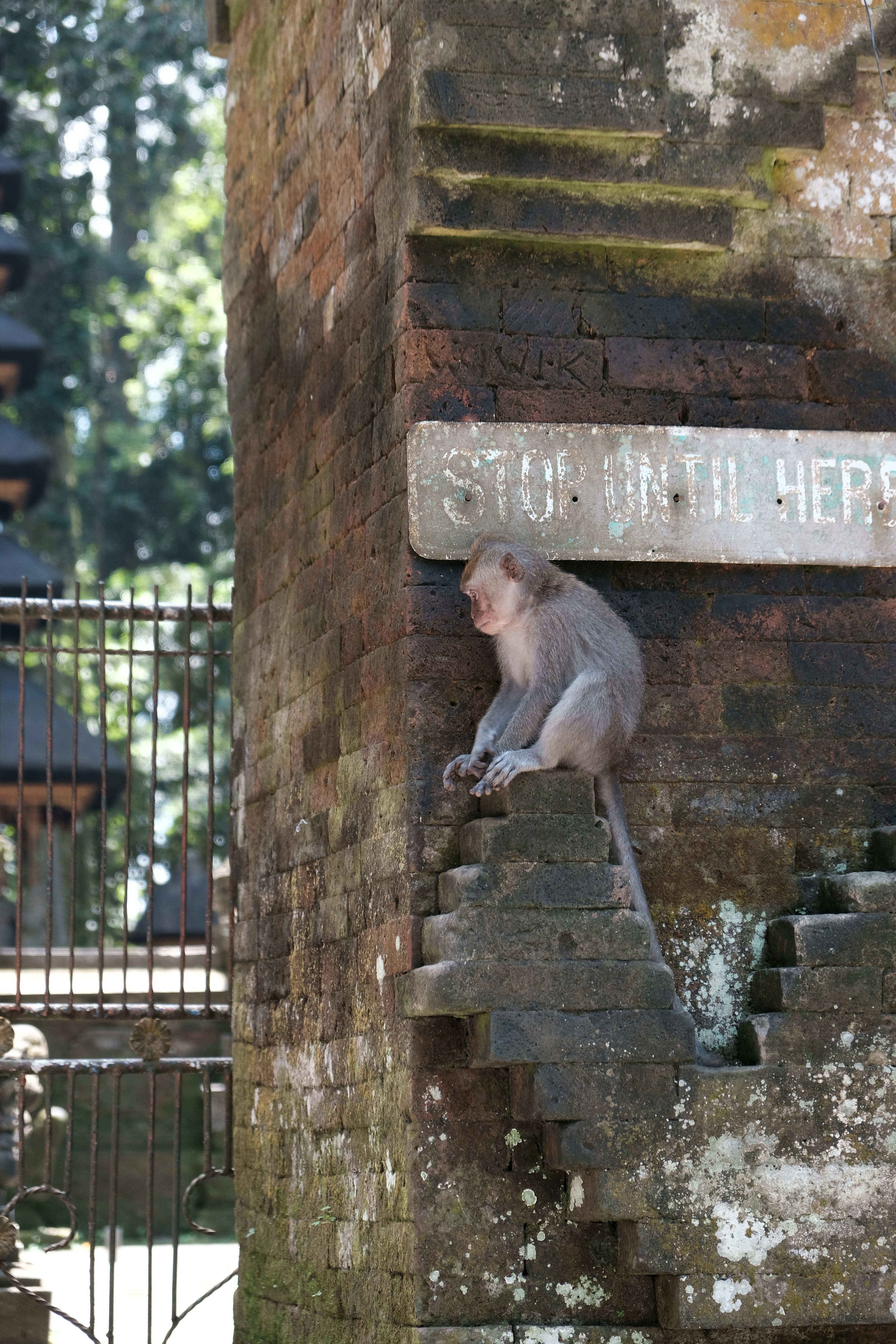 Macaque on a mossy brick temple gate, surveying the path ahead.