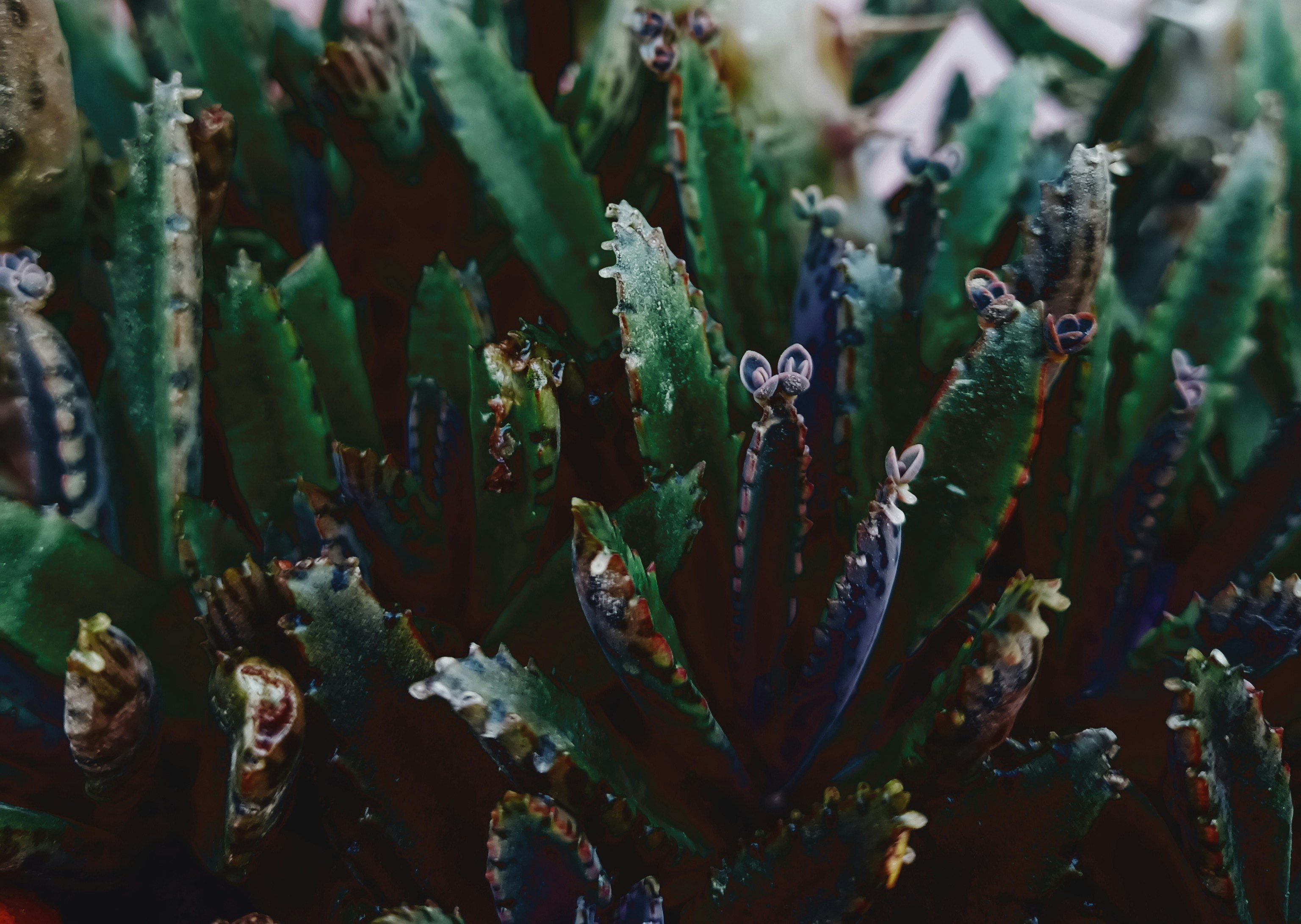 Variegated devil's backbone plant with zigzag stems and colorful bracts in a pot.