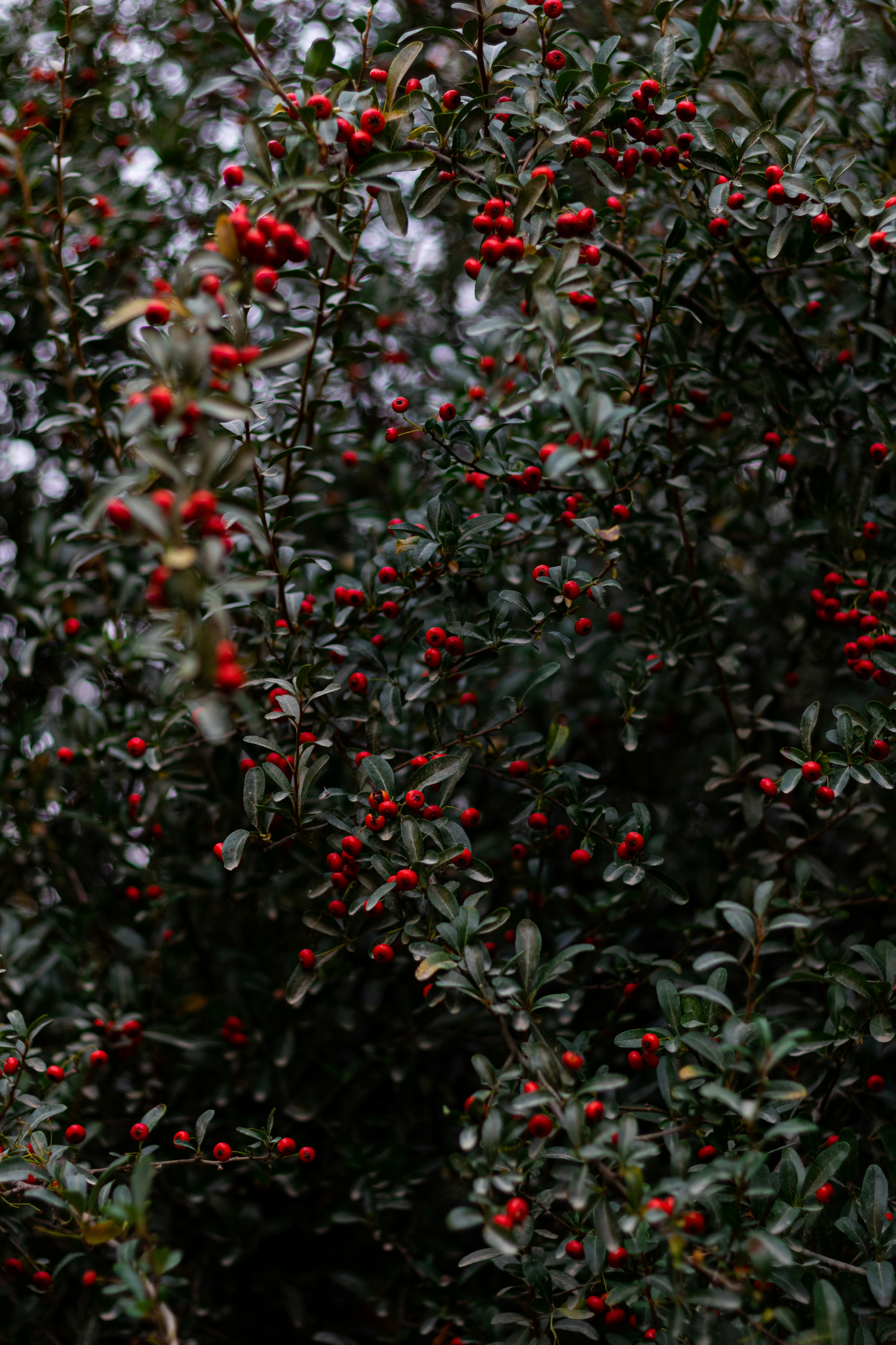 Clusters of vibrant red berries nestled among dark green leaves, creating a rich tapestry of color and texture in a natural setting.