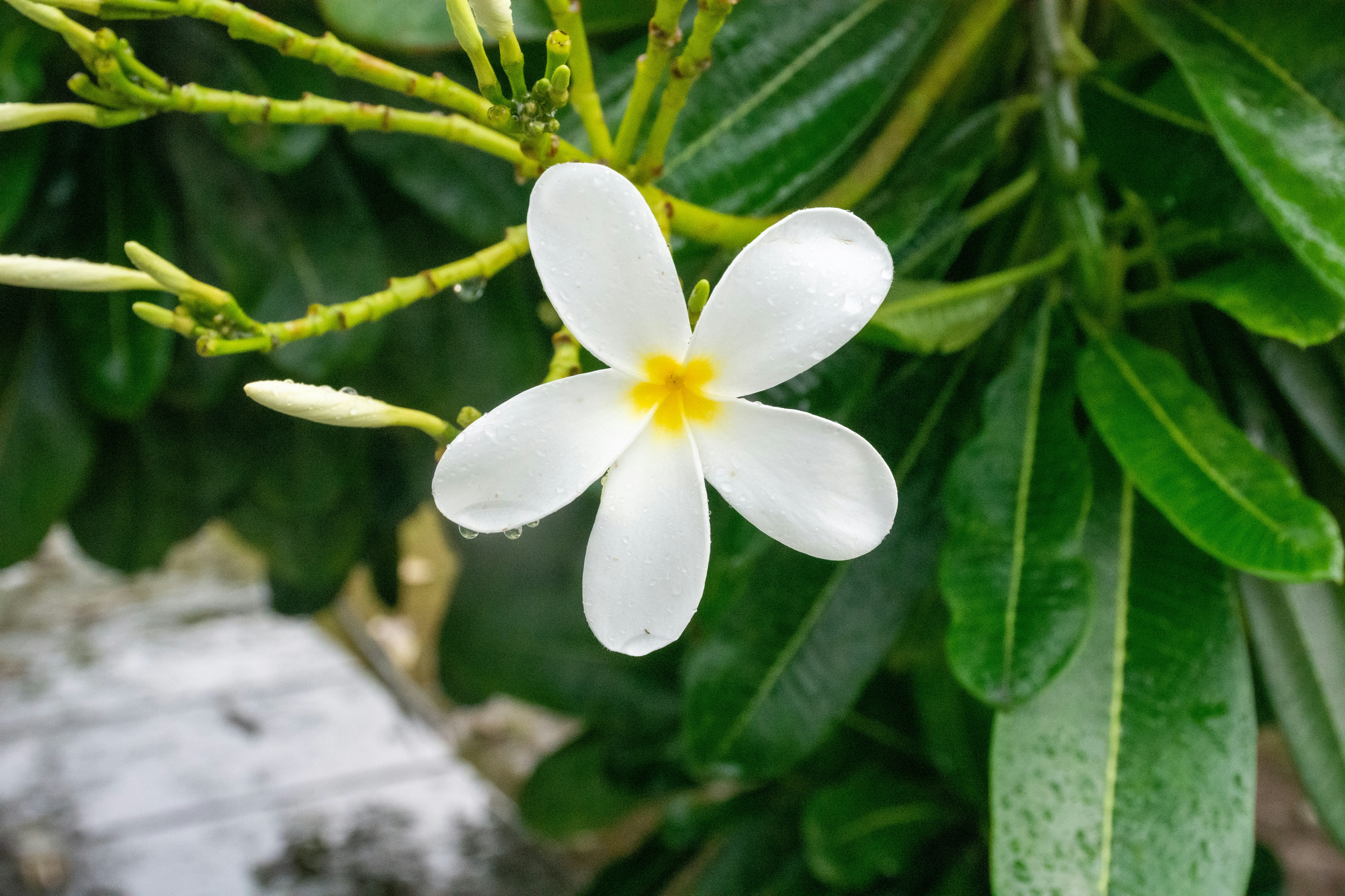 Photo by Sandesh Sharma with Nikon D7200