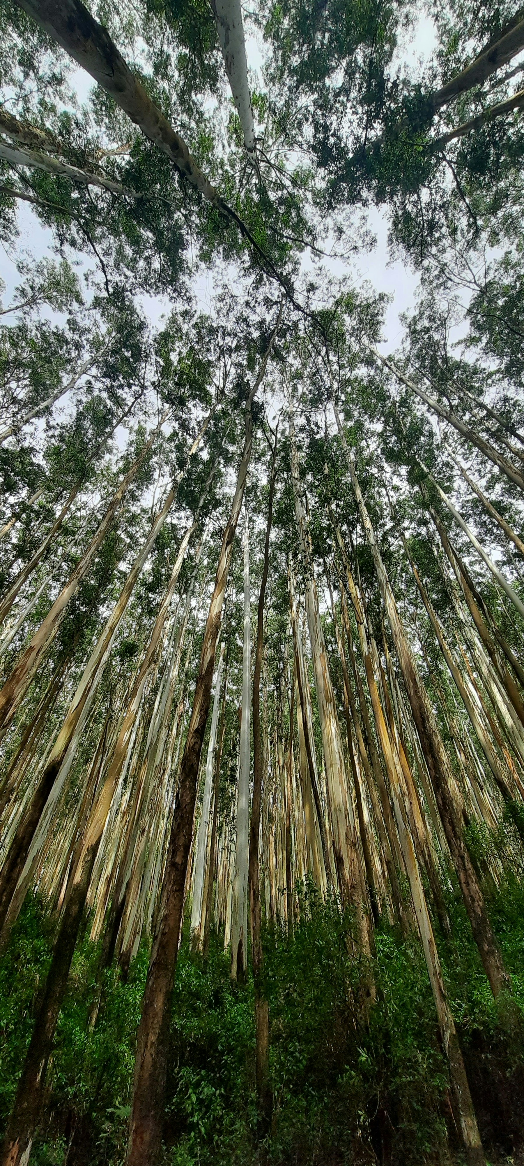 tejaswini p (@tejahumein) | Comunidade de fotos da Unsplash