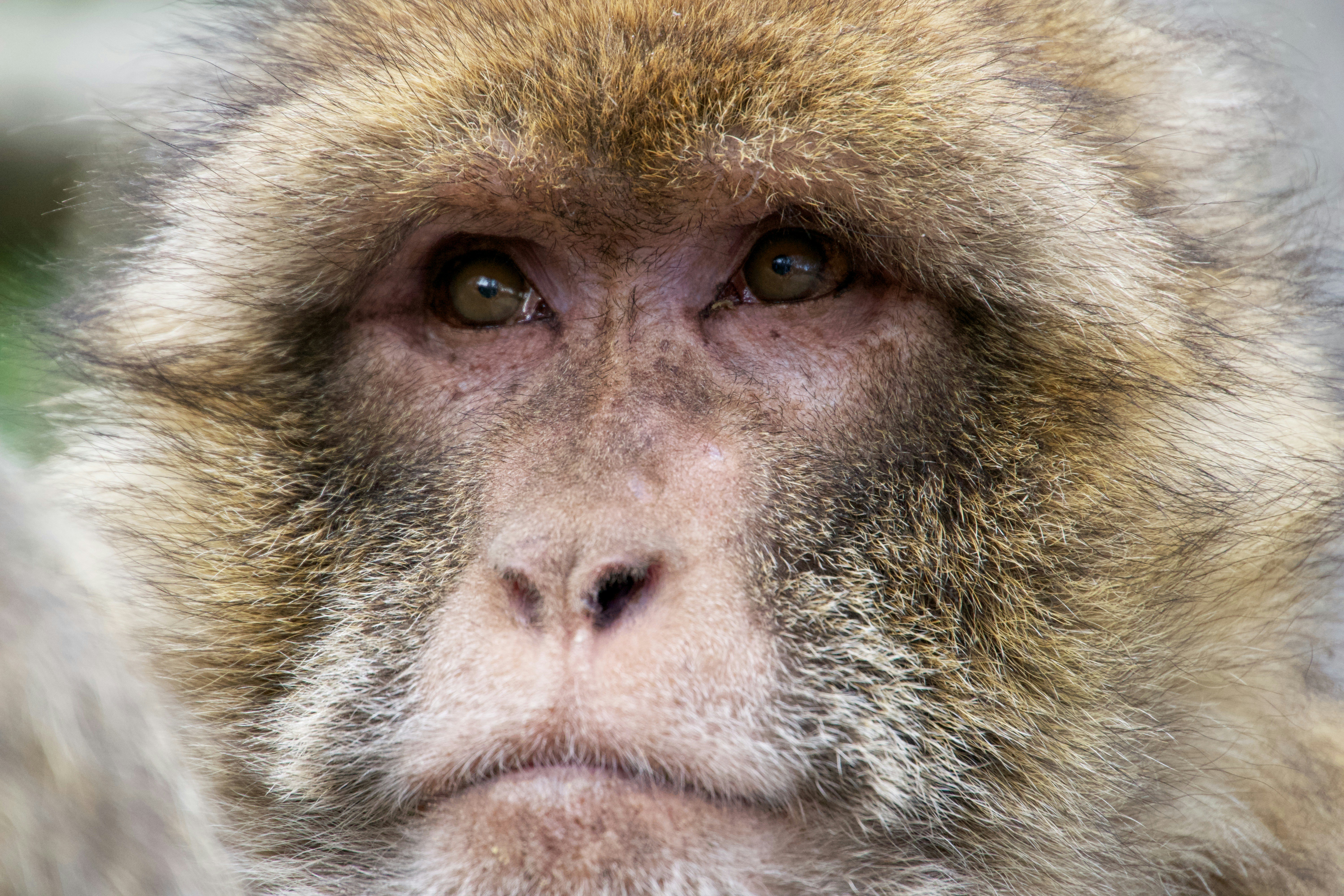 A close up of a monkey's face with a blurry background photo – Free ...