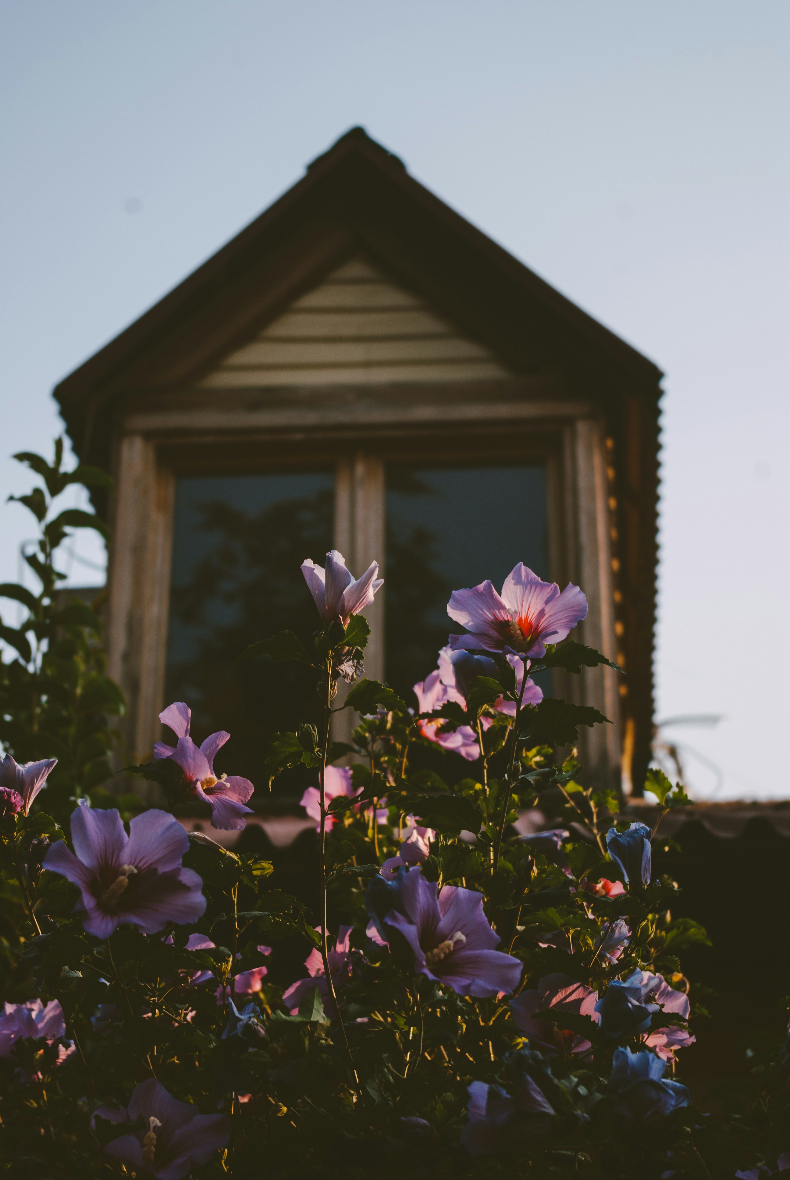 Purple blooms against a rustic windowed abode