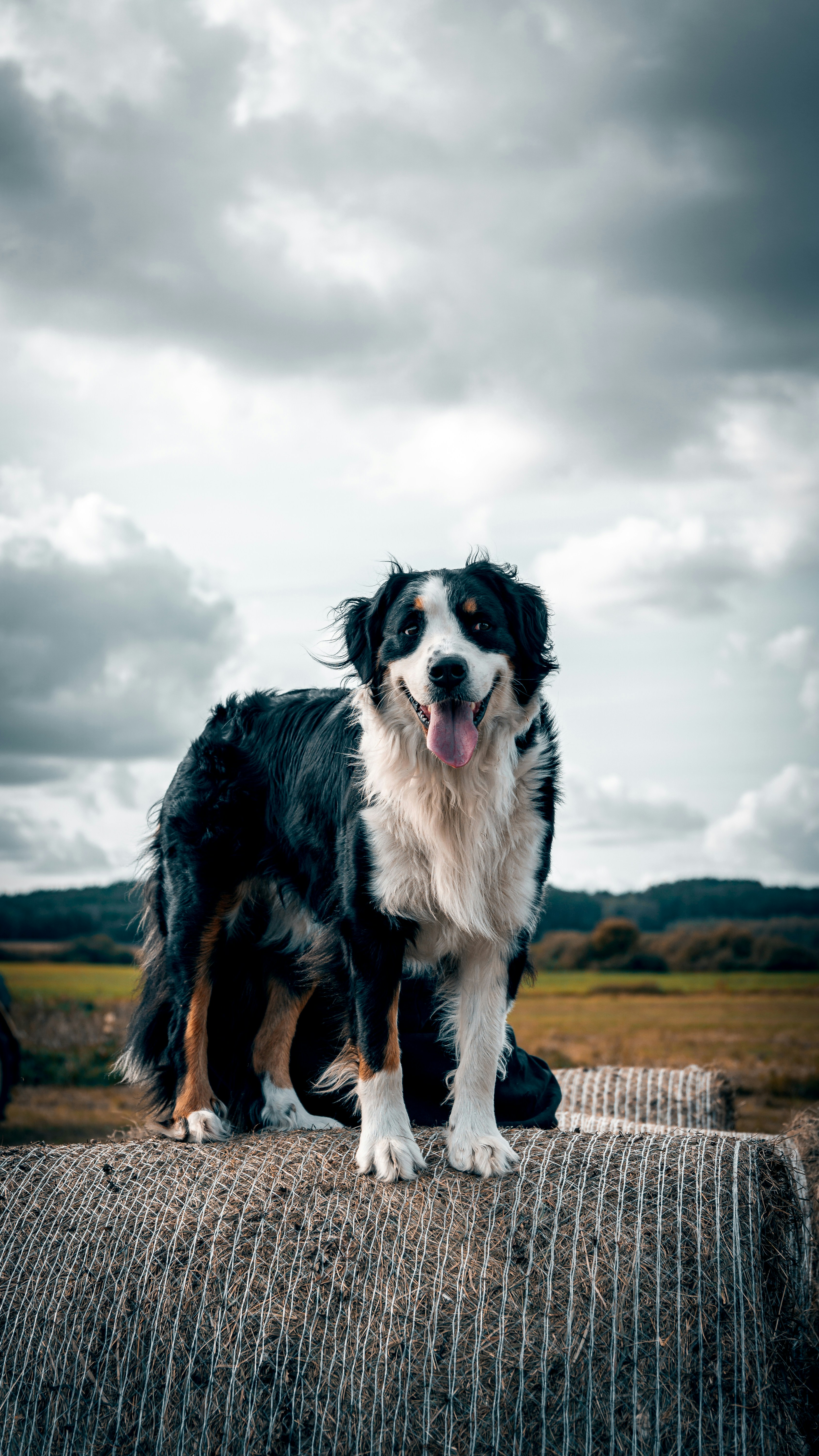 Curious Herding Companion on a Sunlit Hay Bale