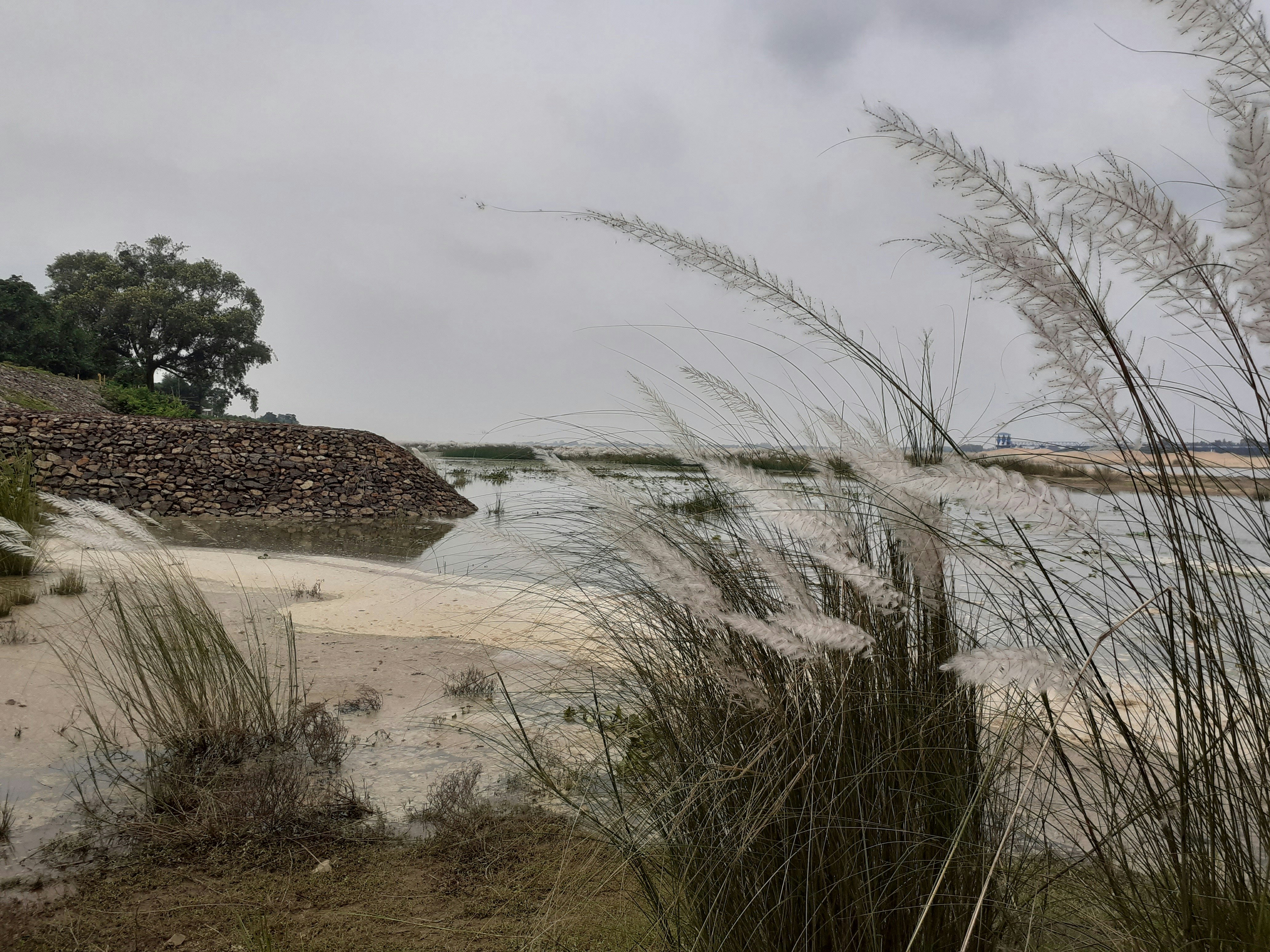 Tall coastal grasses dominate the foreground as a stone breakwater and shoreline extend into the water beneath a cloudy sky.