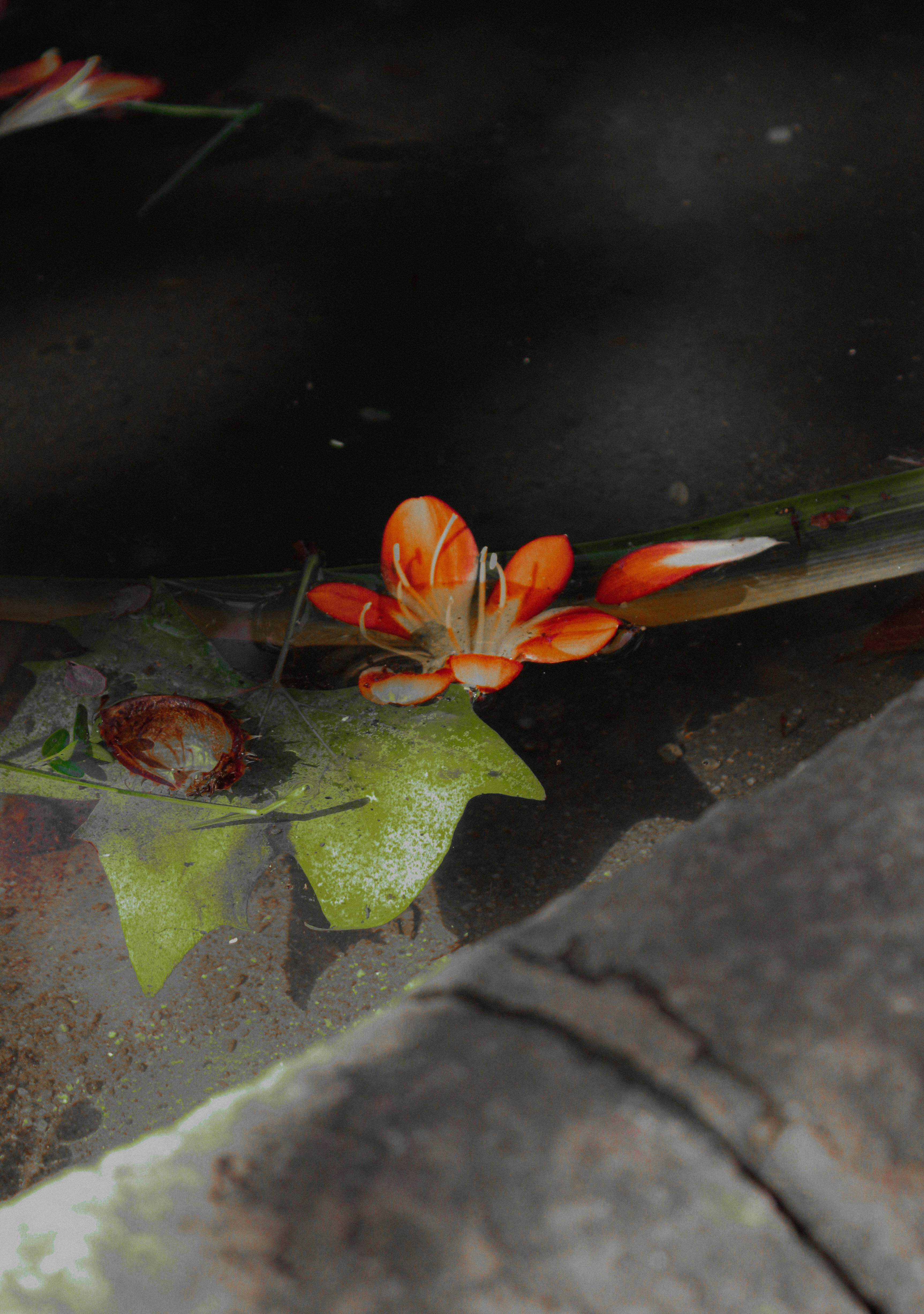 Sunlit Orange Bloom Along a Murky Pond Edge
