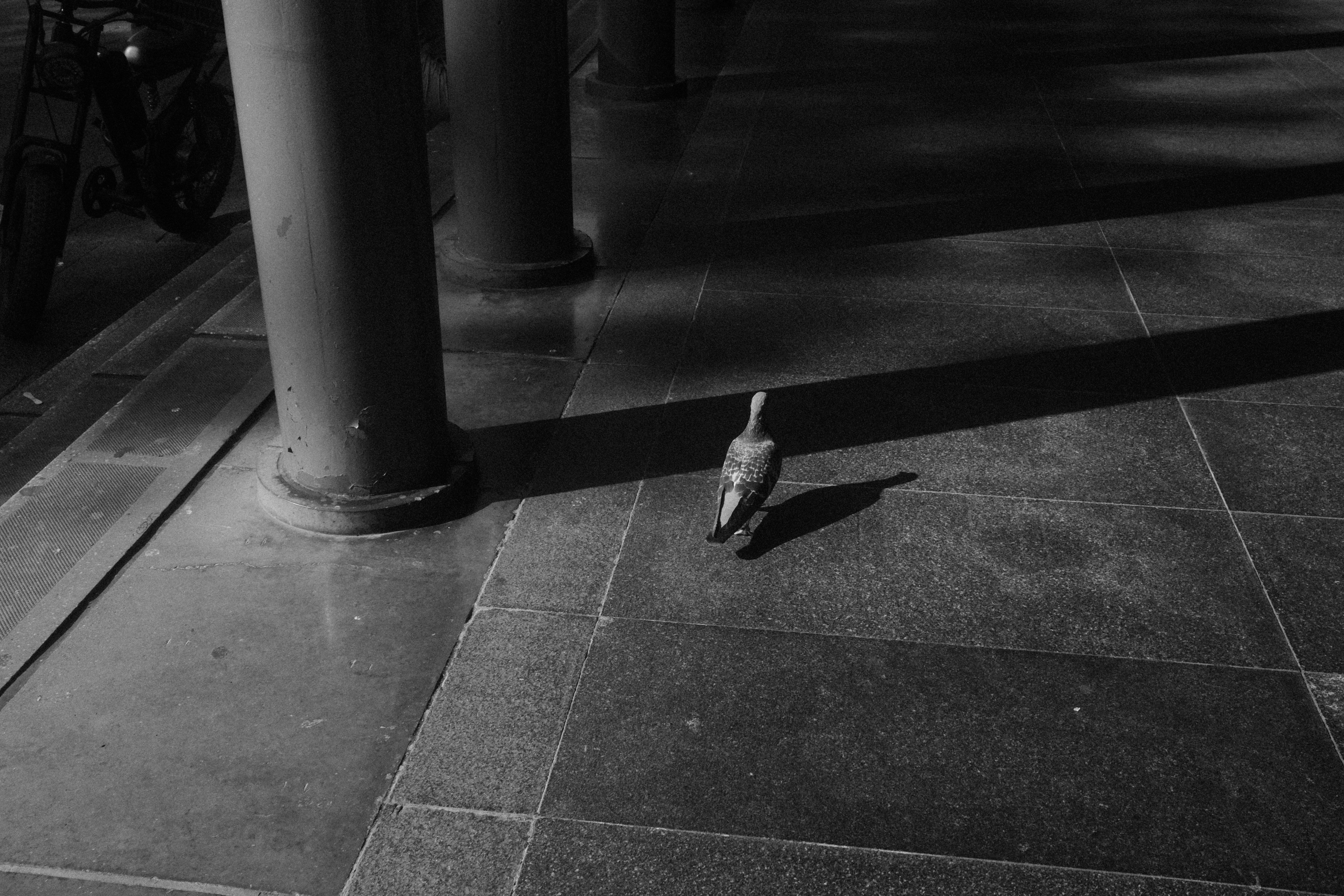 Midday Sentinel: A lone pigeon on tiled pavement under urban columns