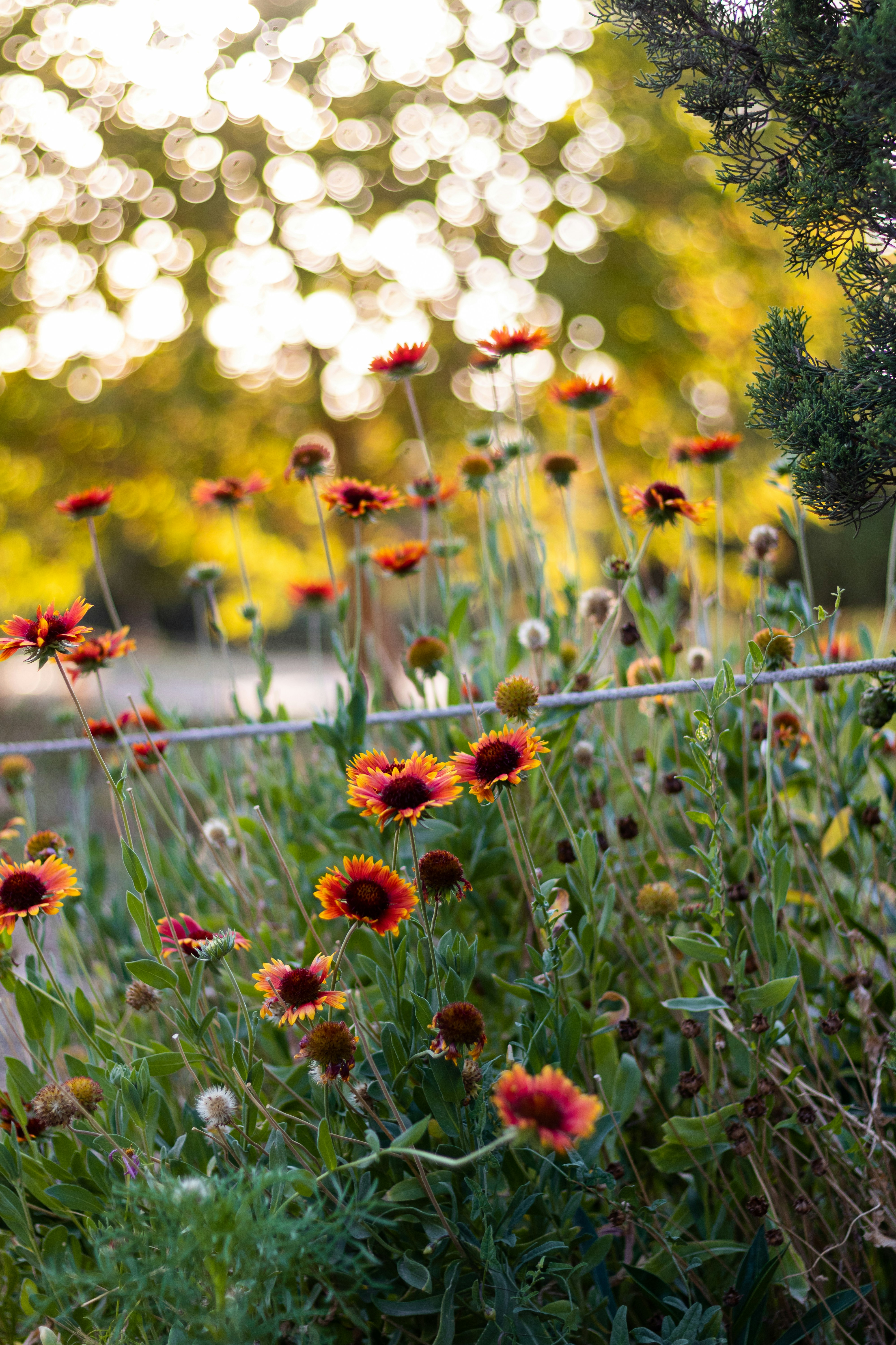 Crimson-Tipped Blanket Flowers Drenched in Golden Hour Glow