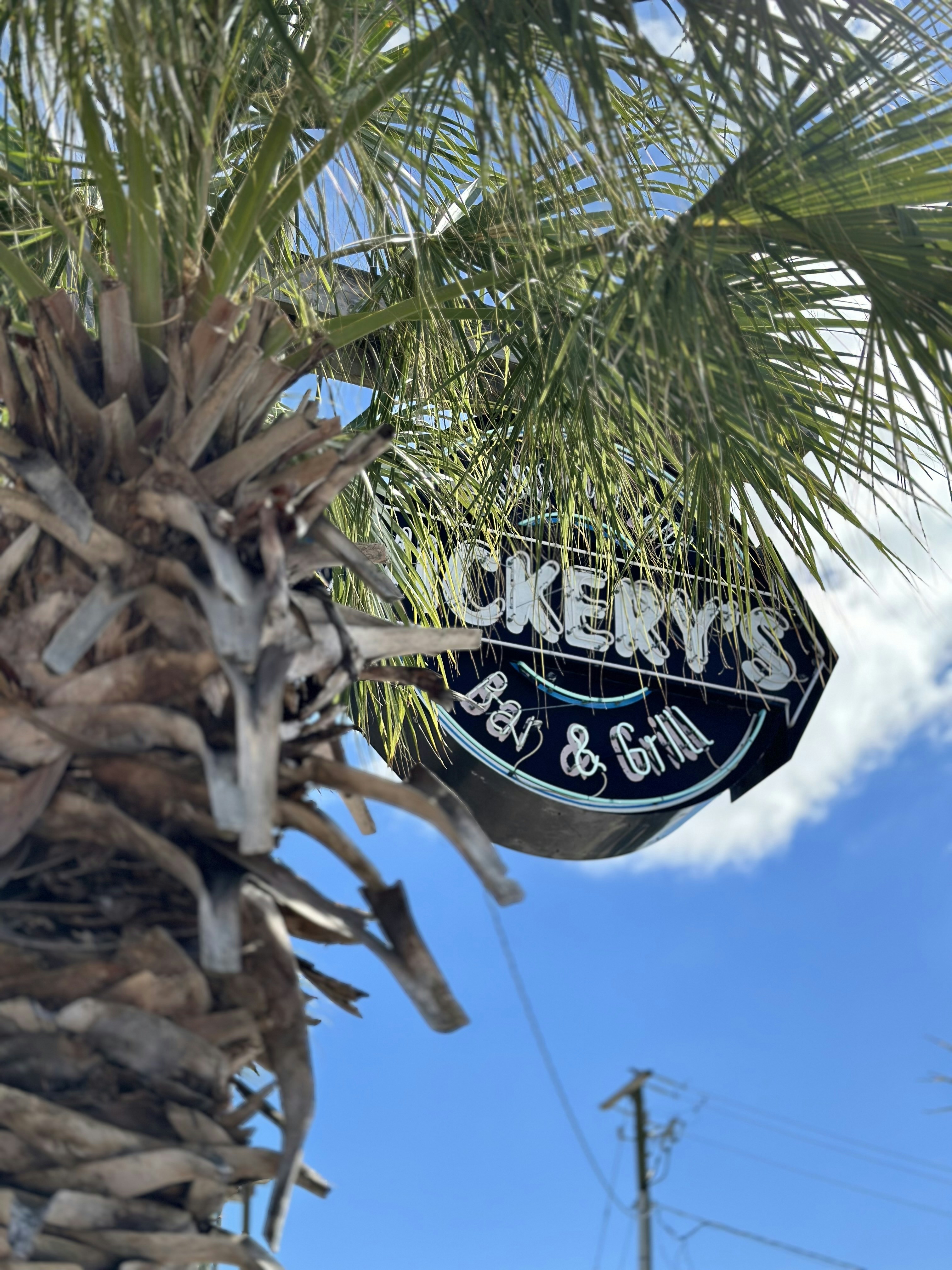 A close up of a sign on a palm tree photo – Free Green Image on Unsplash