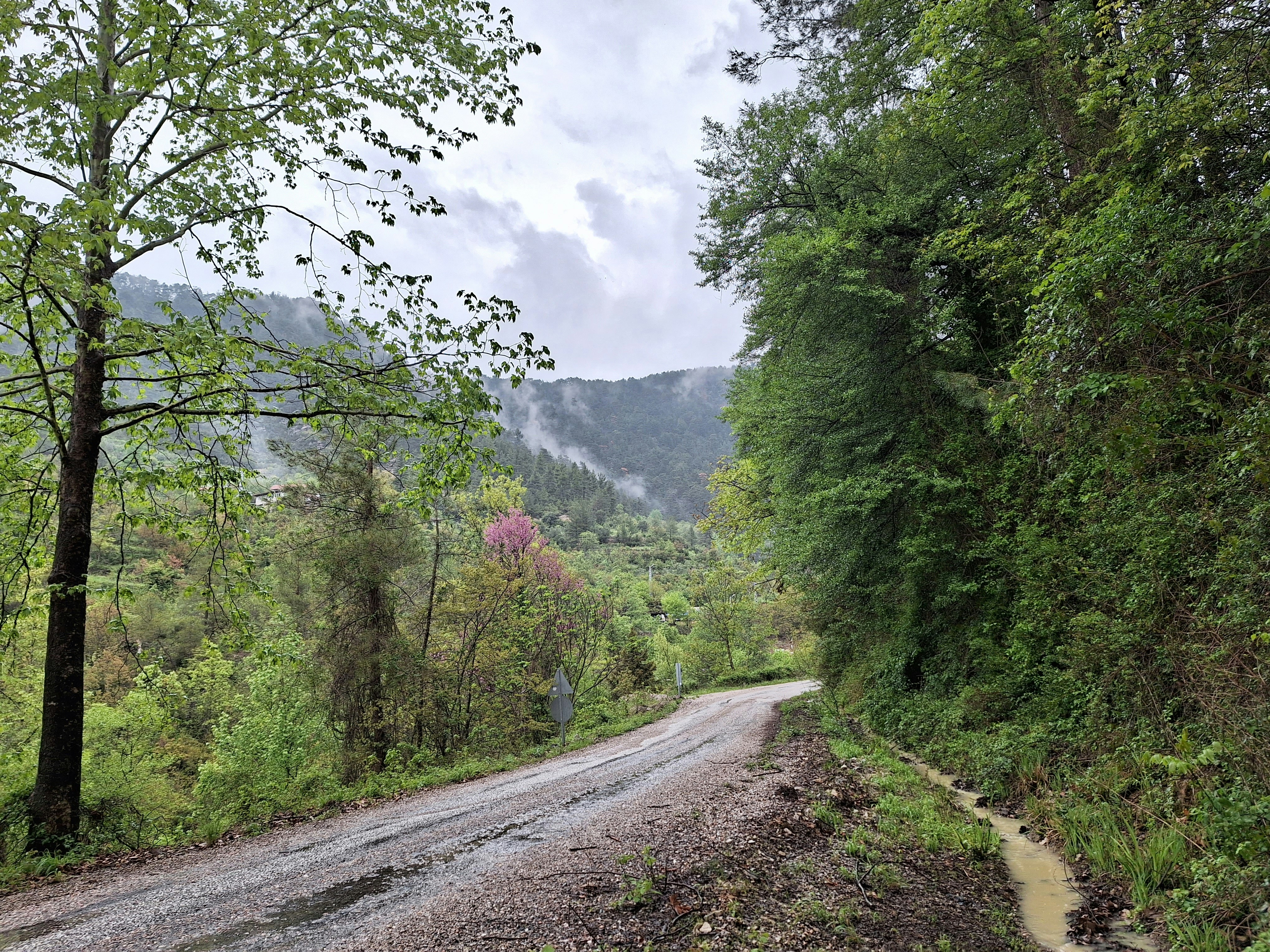 Misty Pathway Through Verdant Hills
