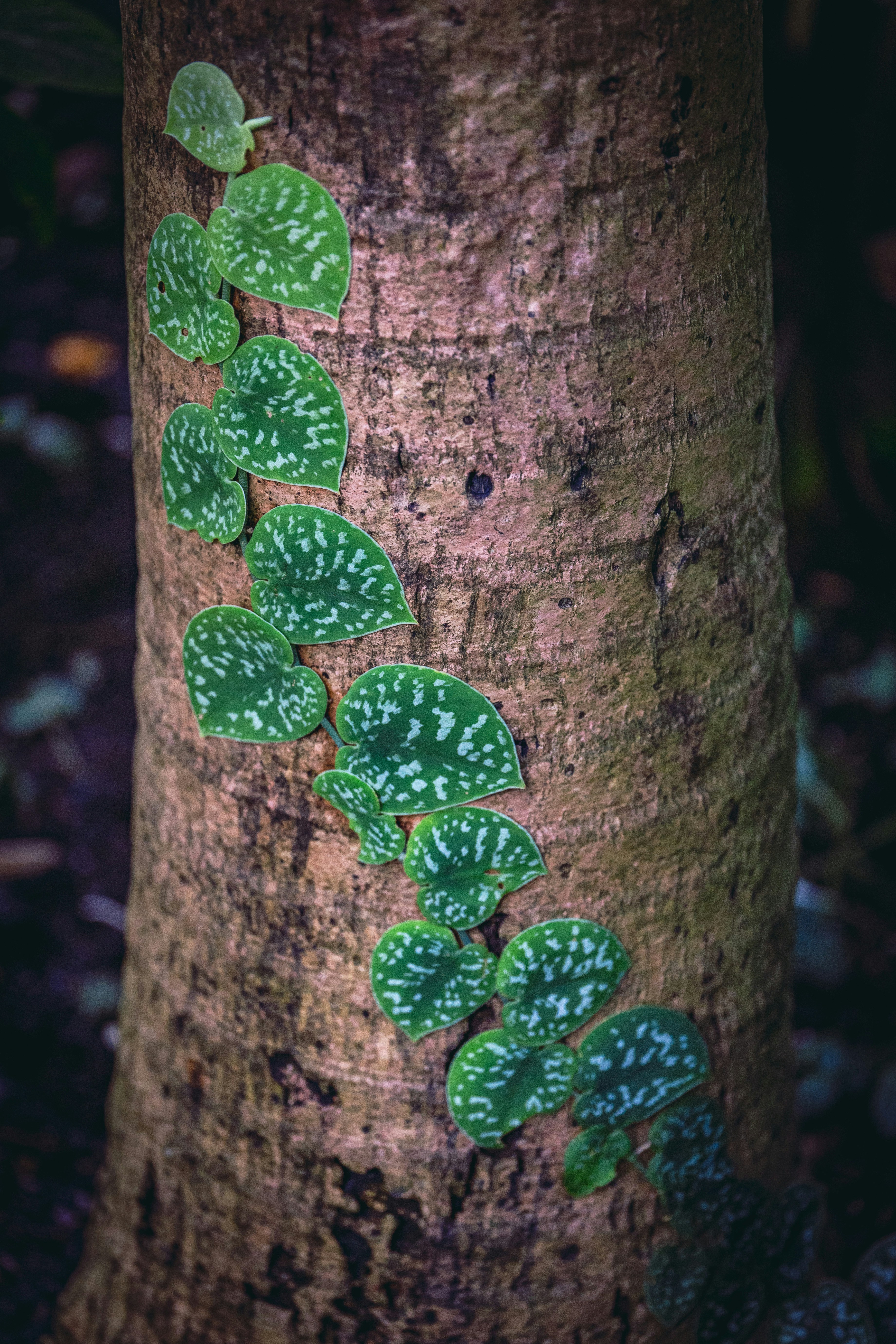 Emerald Heartleaf Climber Winding Up a Textured Tree Trunk