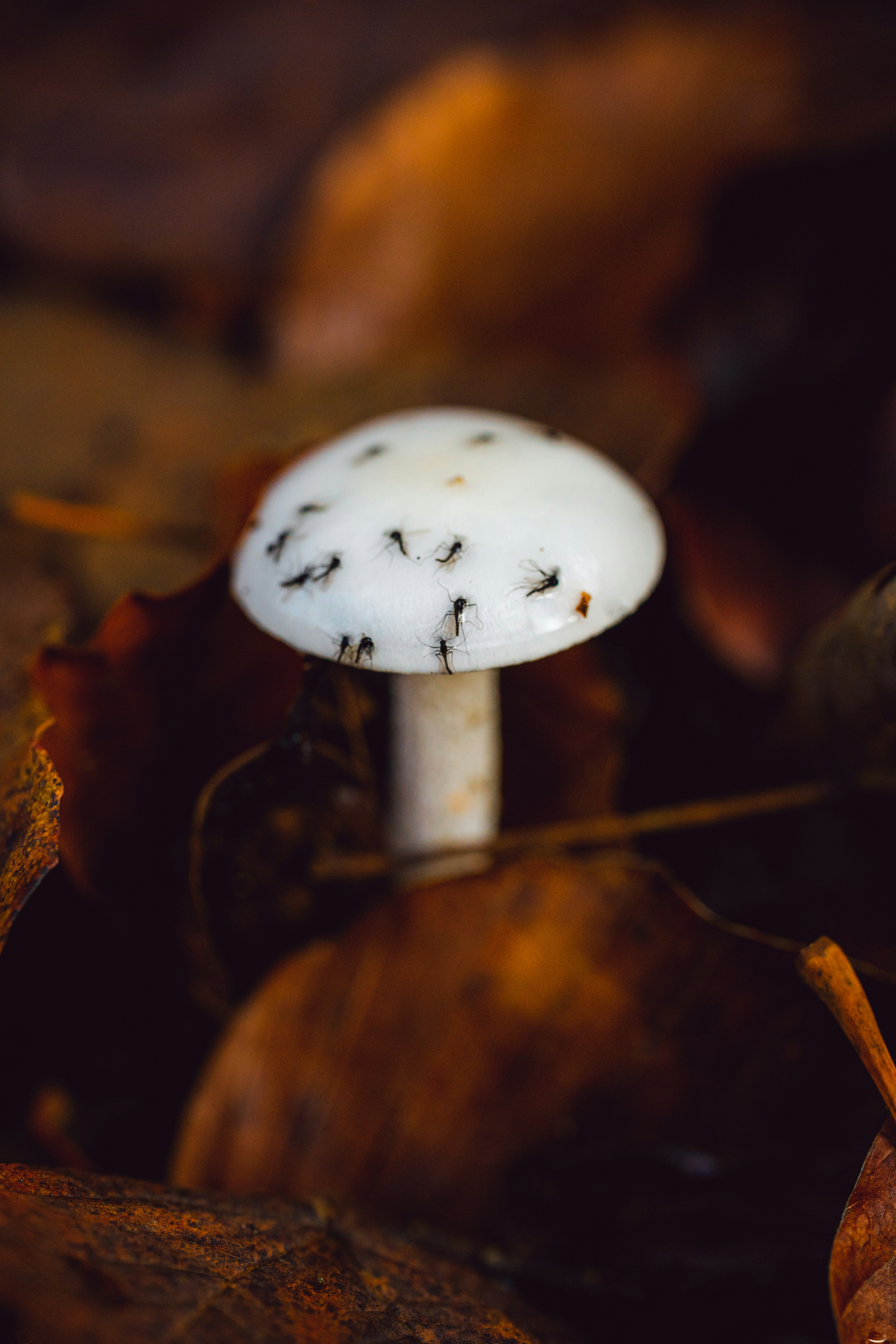 Ivory-Capped Mushroom Emerges from Autumn Leaf Bed