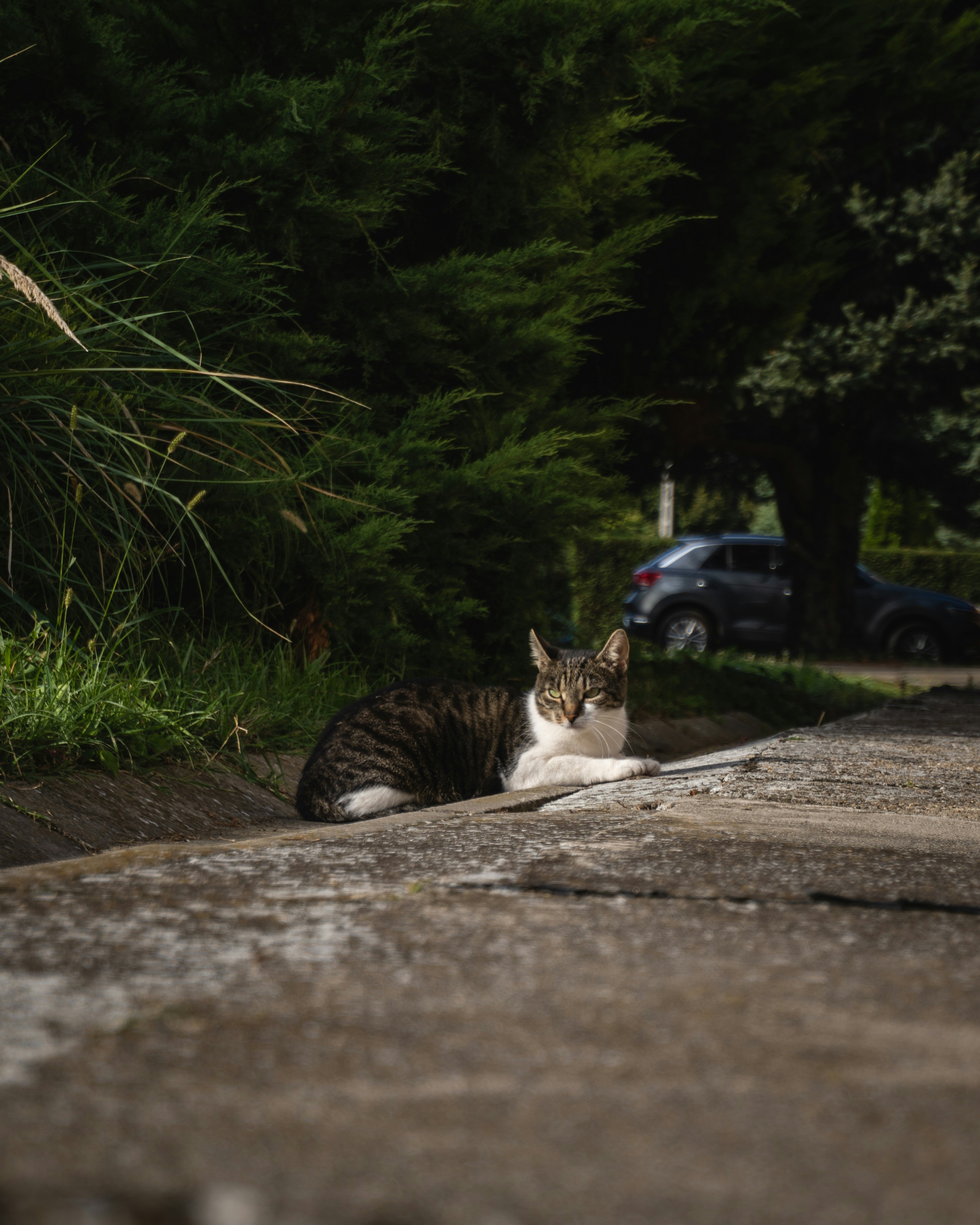 Cat in Shade: a calm curbside portrait under dappled daylight
