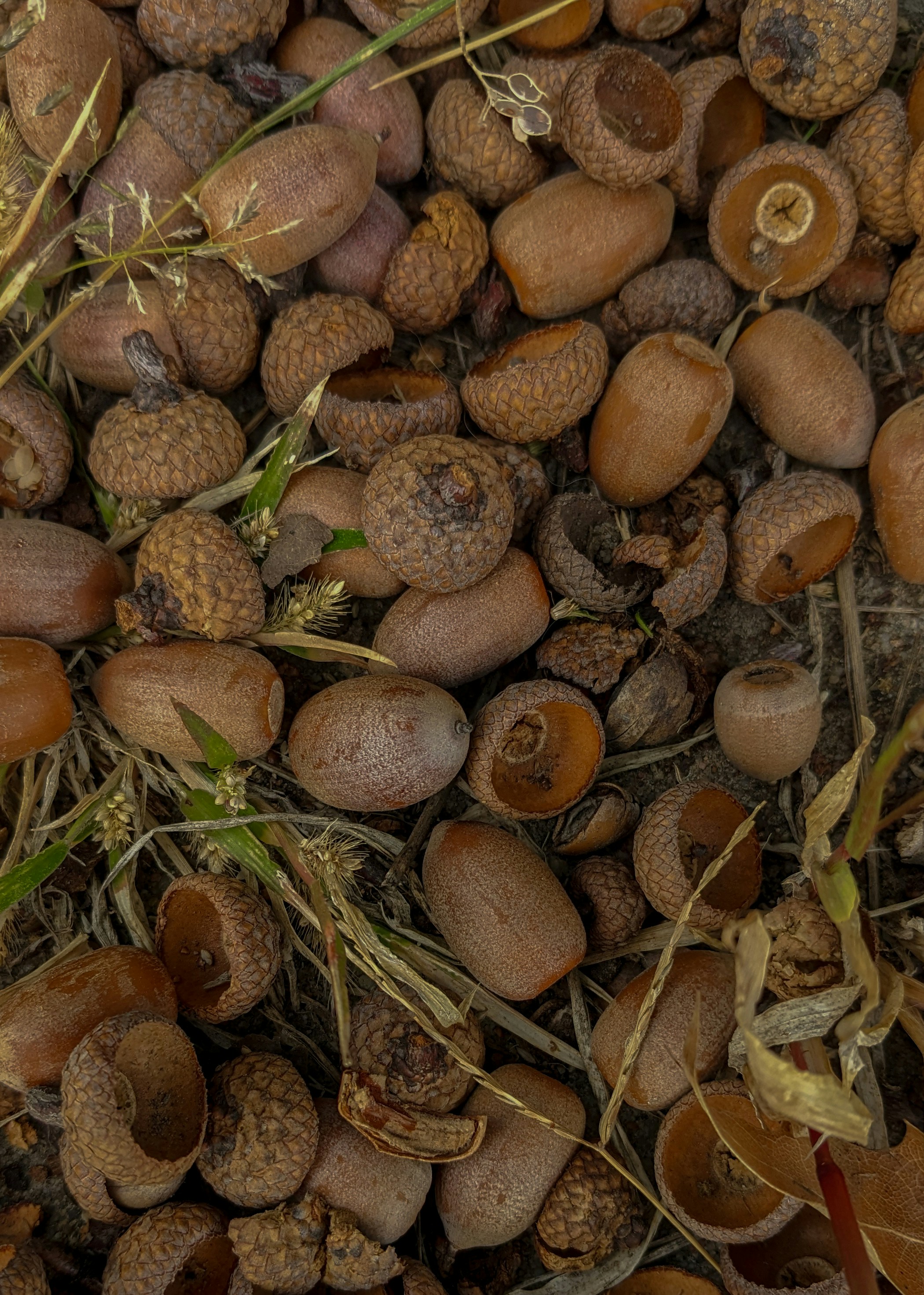 A bunch of nuts that are on the ground photo – Free Acorn Image on Unsplash
