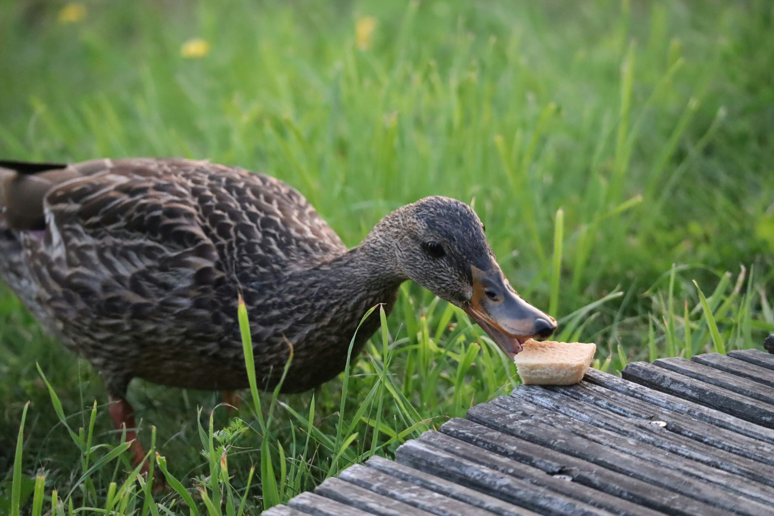 Close-Range Encounter: Mallard Inspecting a Cracker on Weathered Wood