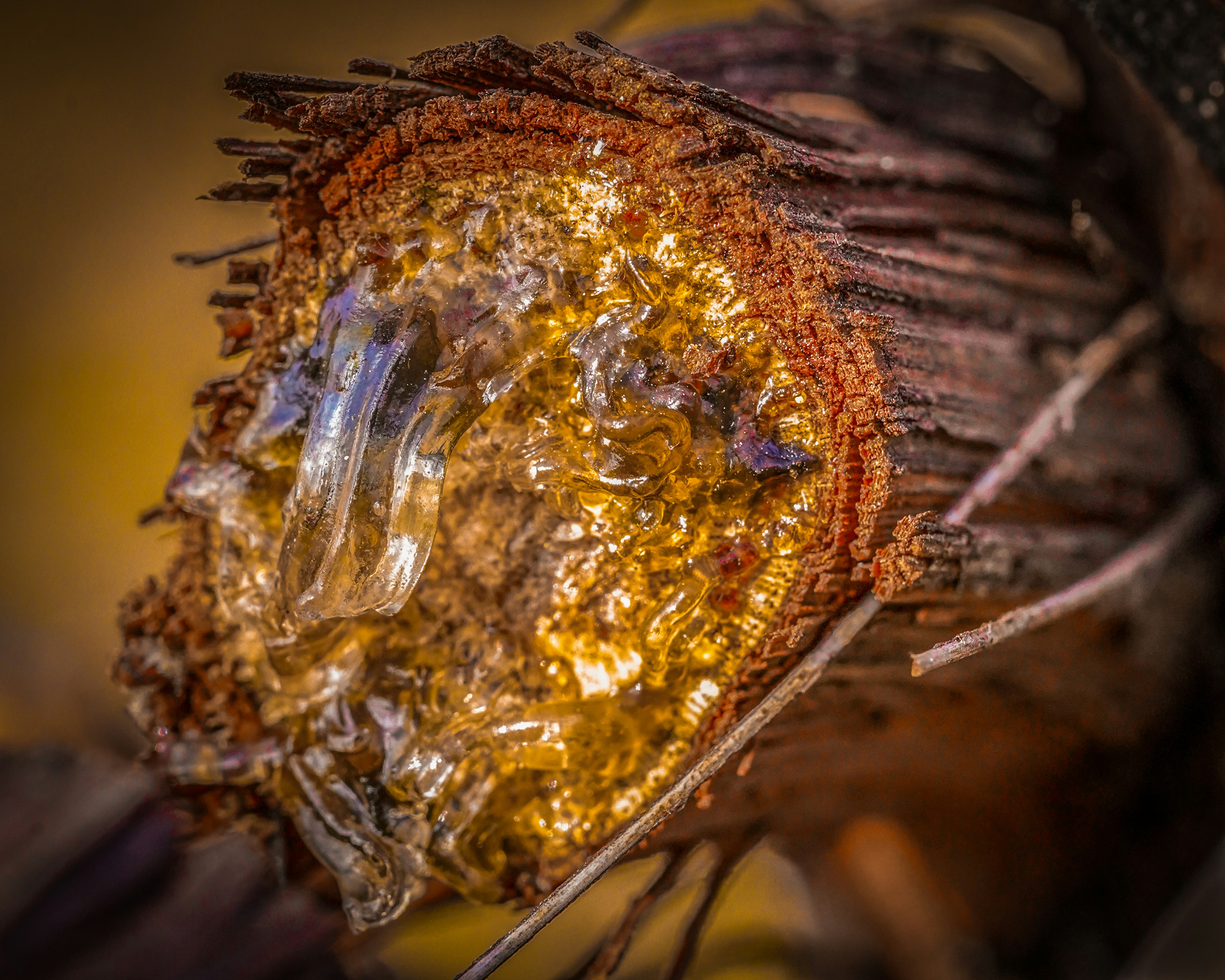 Amber Crown on Weathered Wood: A Macro Portrait of Resin