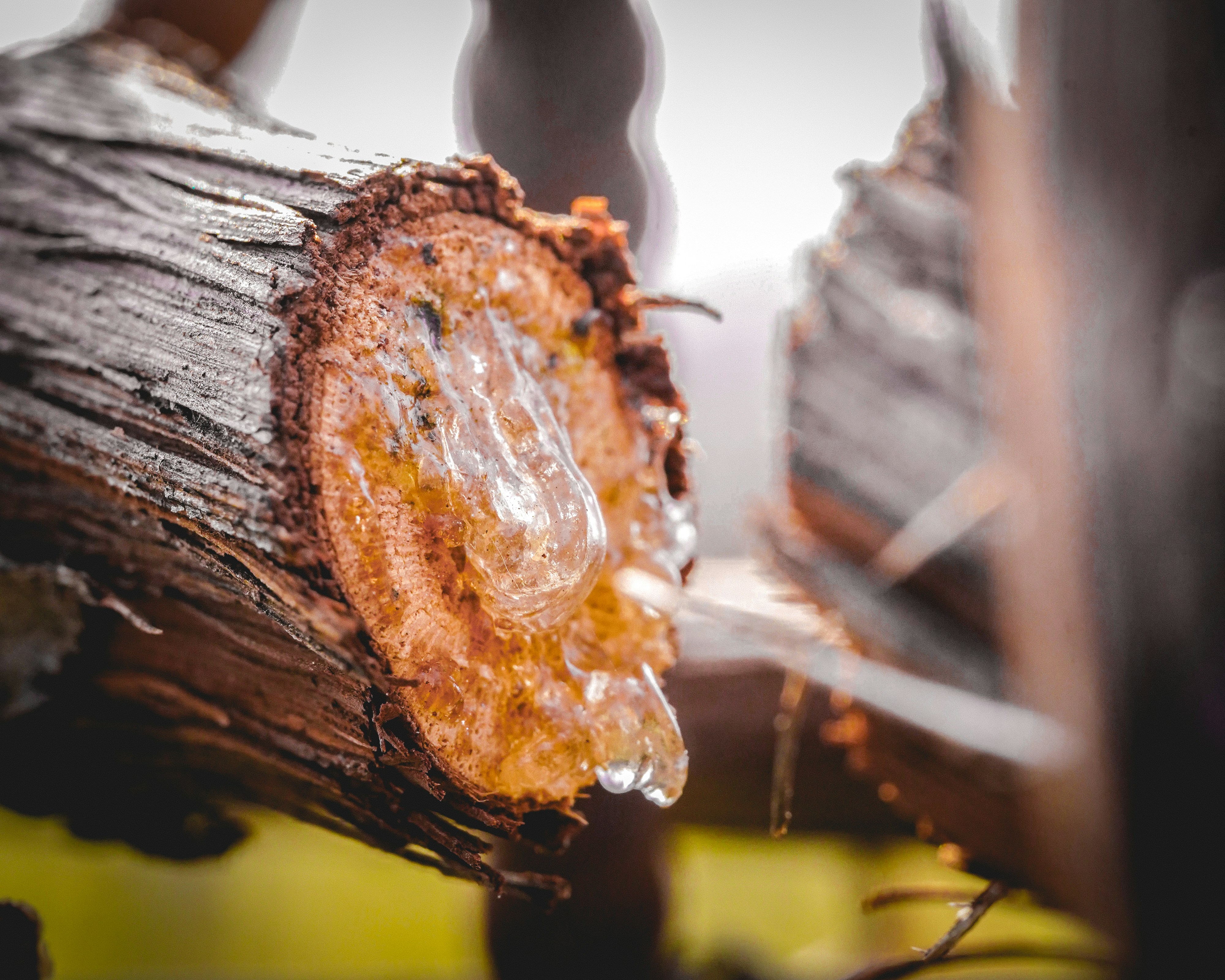 Amber Resin Seeping from a Weathered Log: A Macro Close-Up