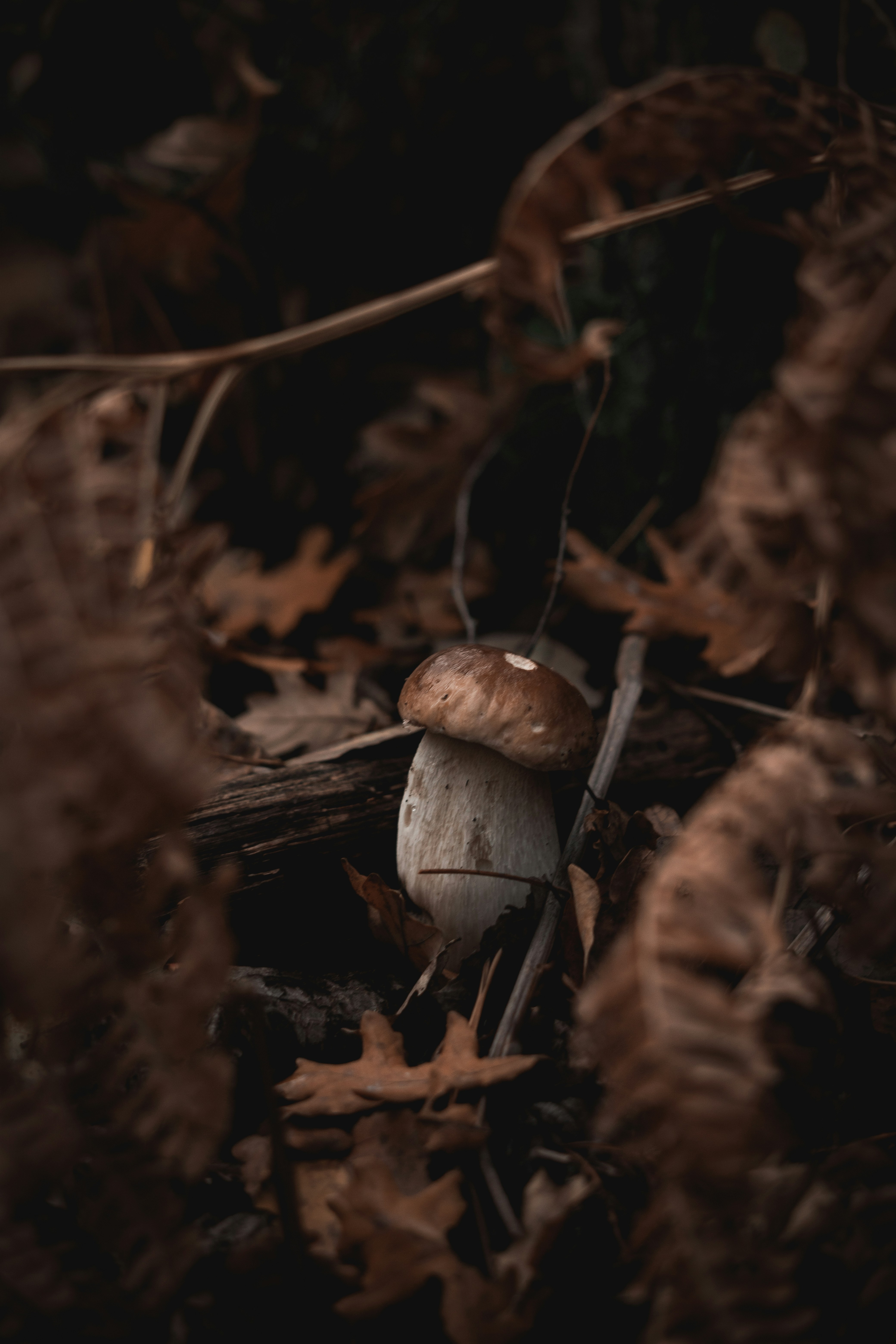 Lone Mushroom Rising from a Dusky Forest Floor