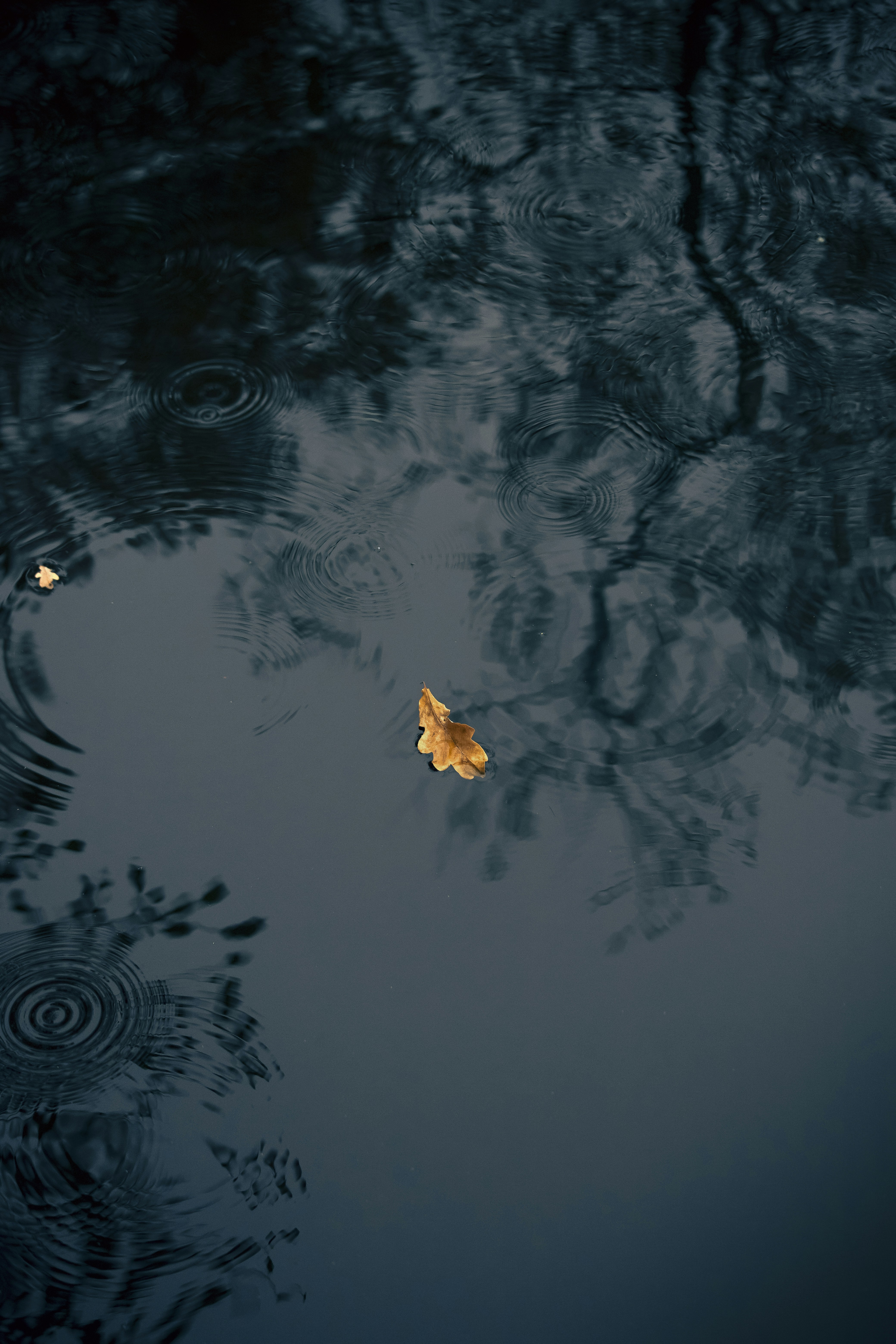 A leaf floating on top of a body of water photo – Free Sweden Image on ...