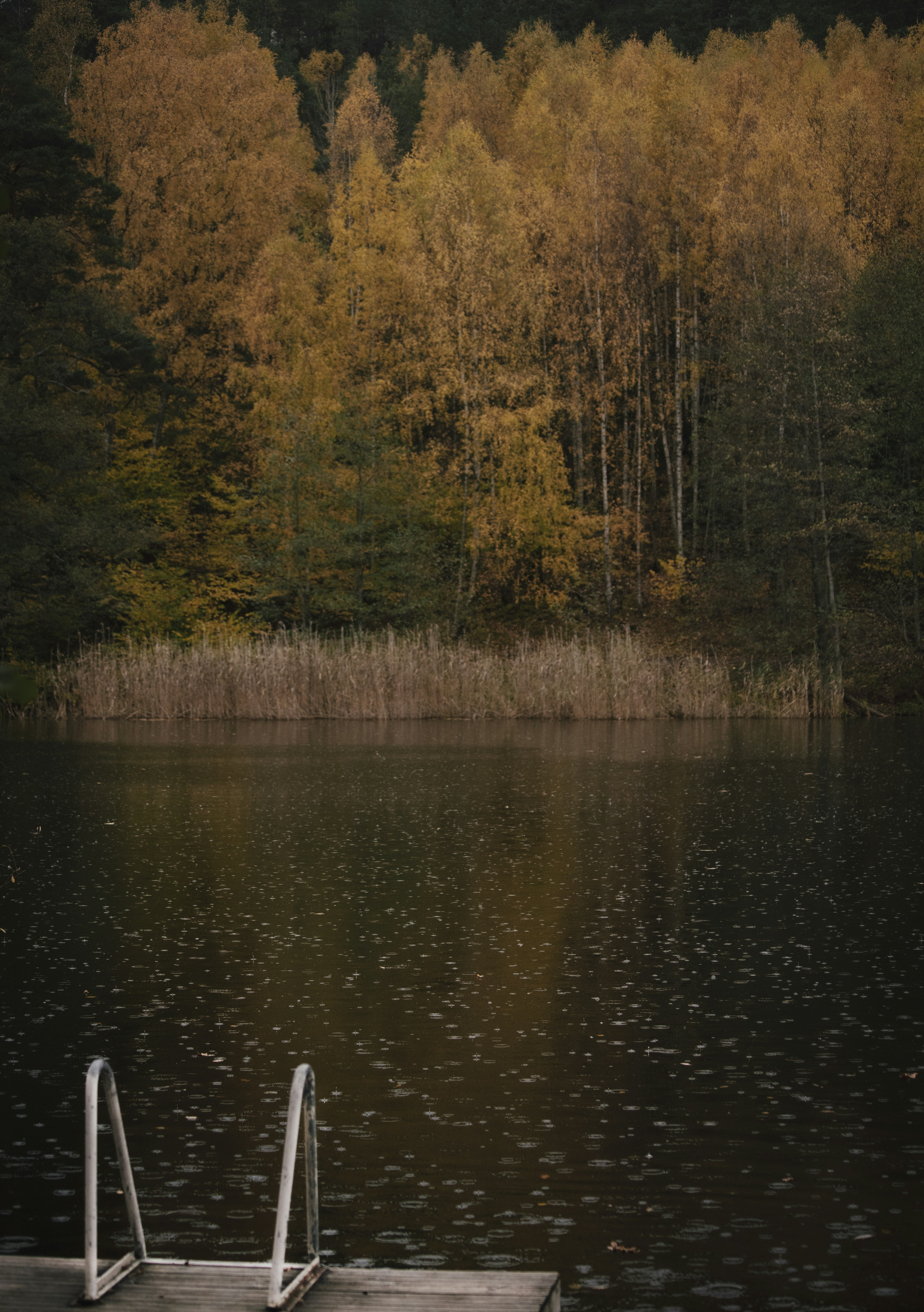 Autumn's Edge: A Quiet Dock Fringed by a Golden Forest