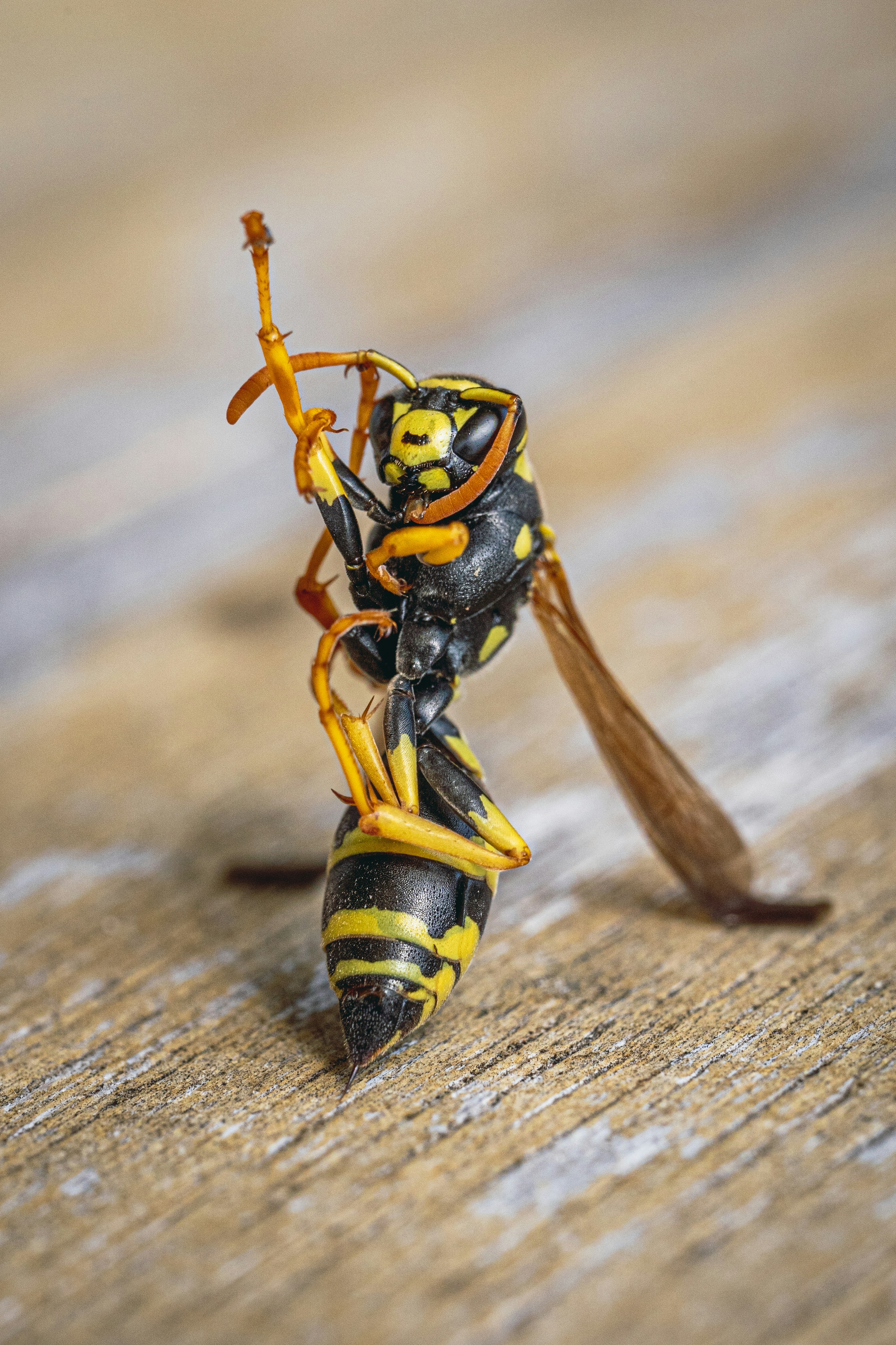 Amber-Eyed Wasp on Weathered Wood: A Macro Portrait