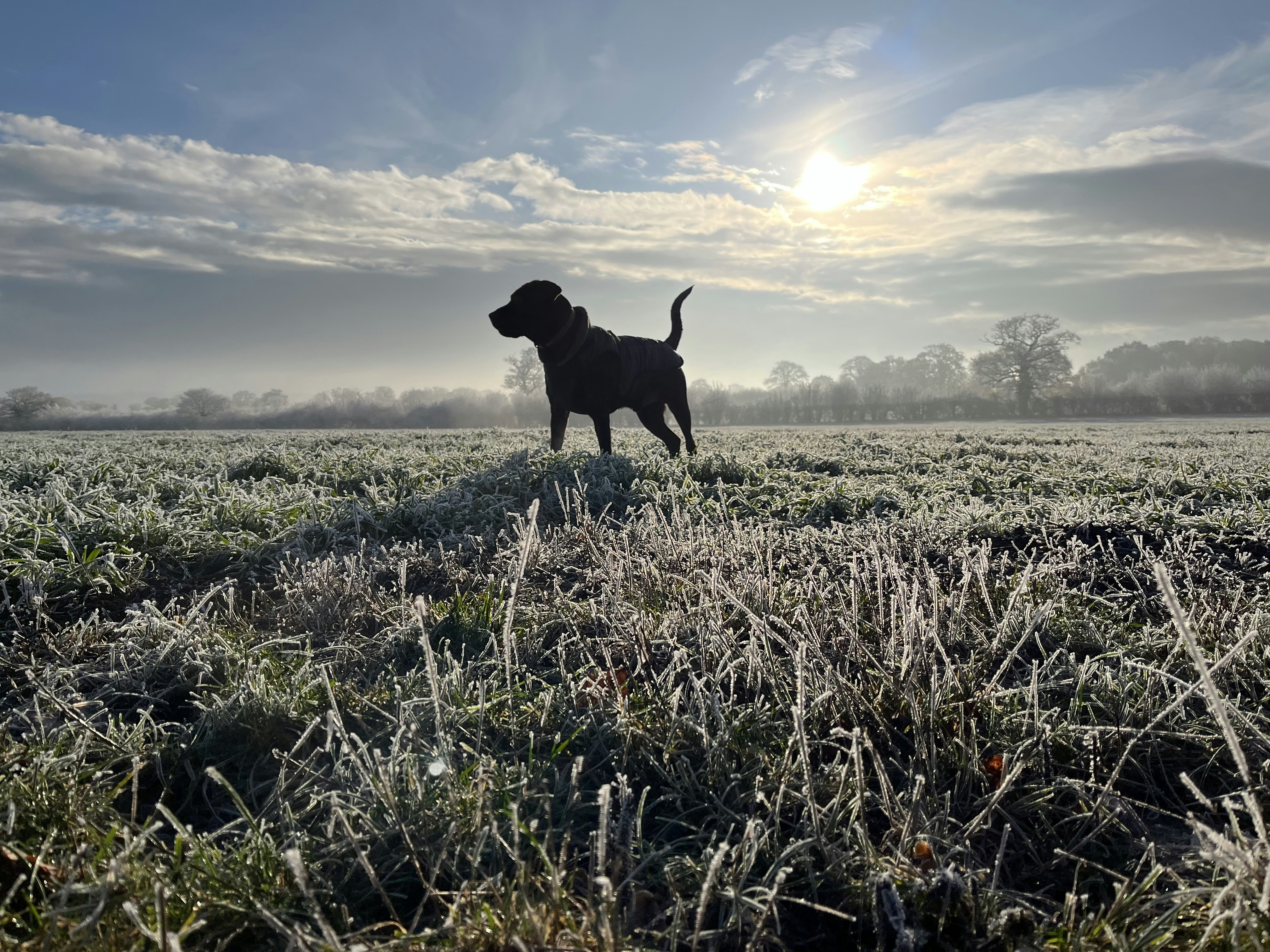 Silhouette Sentinel in the Frost