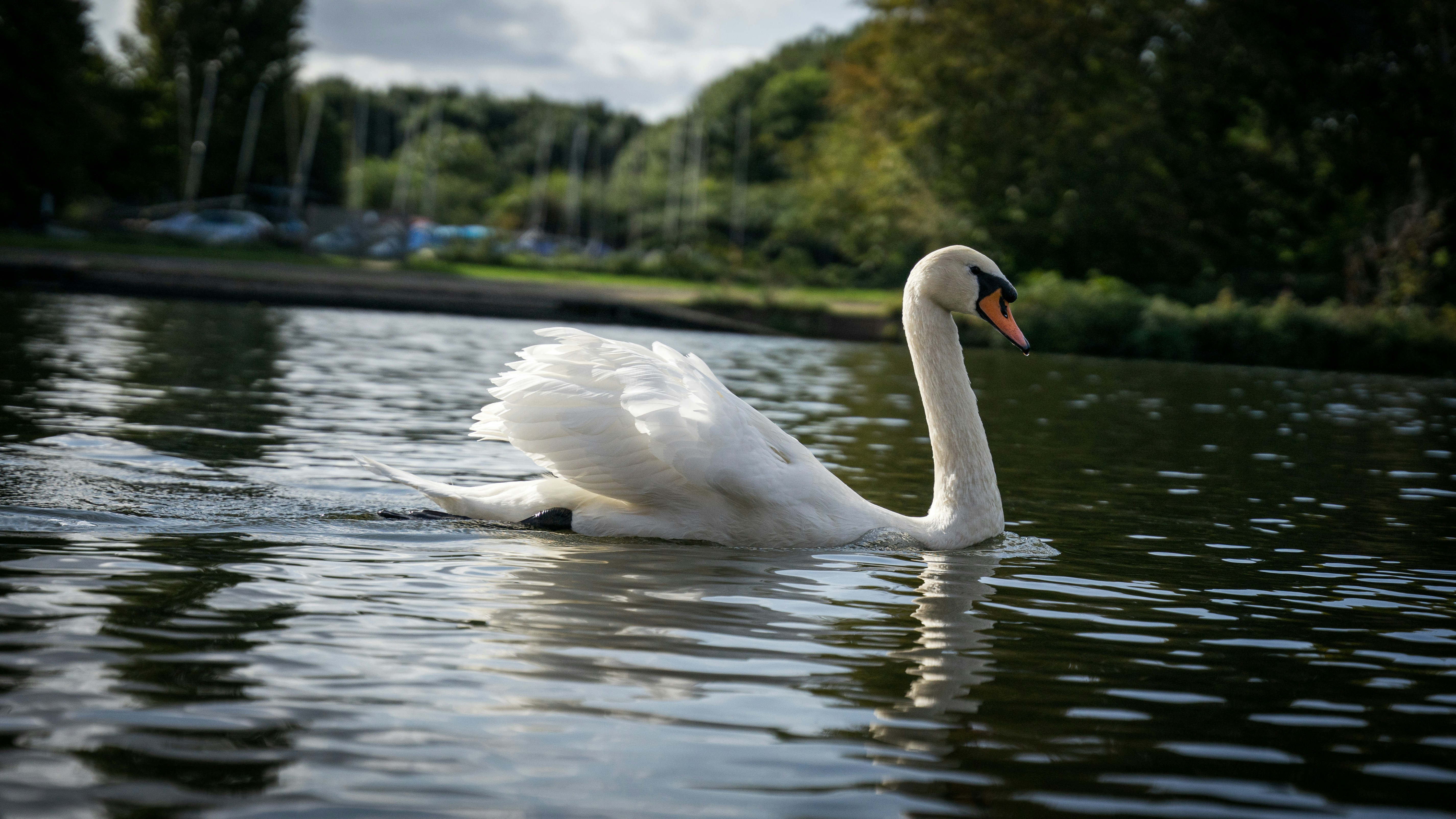 Glide of the White Swan: Quiet Focus on a Serene Lake