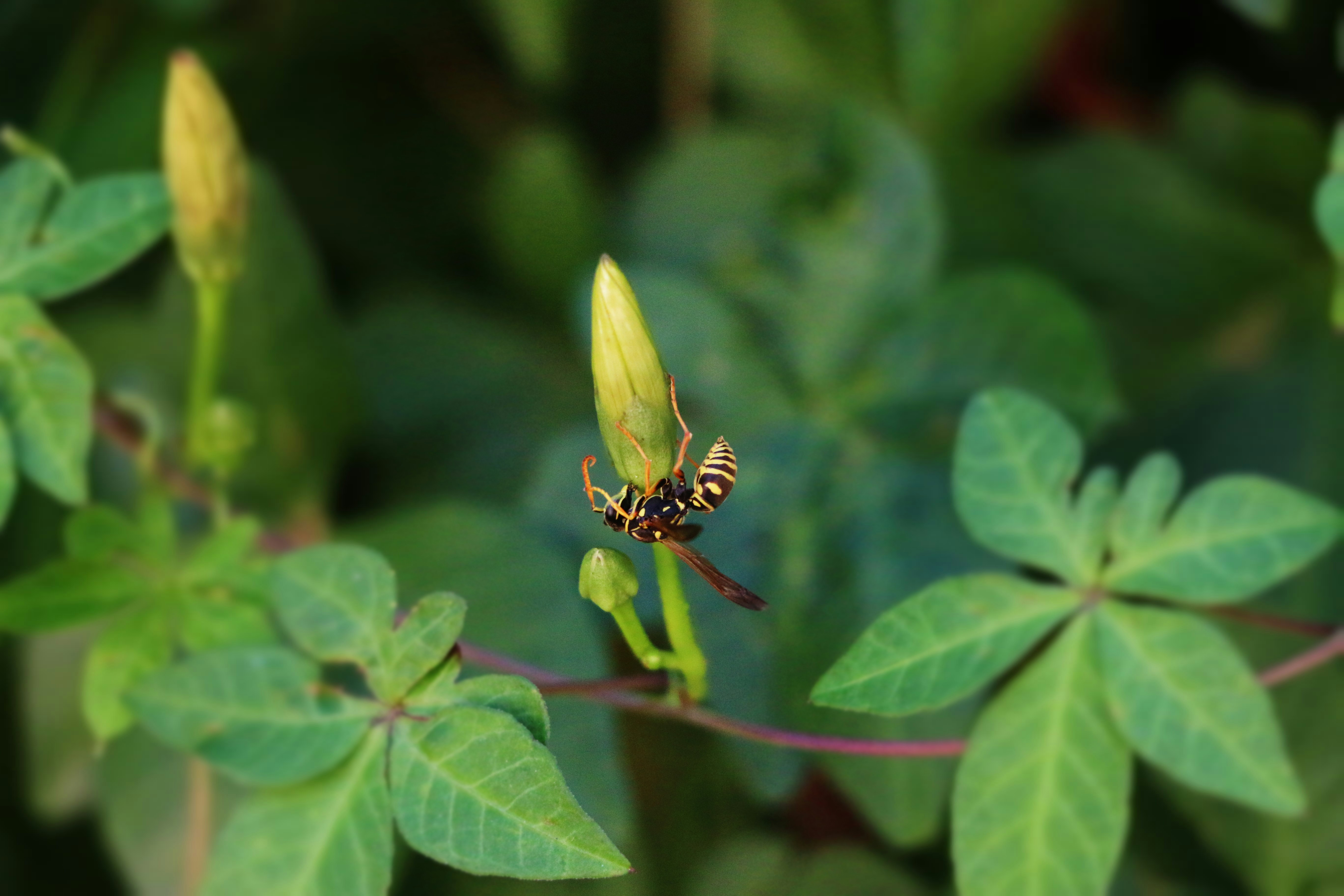 Wasp perched on a green flower bud amidst lush foliage.