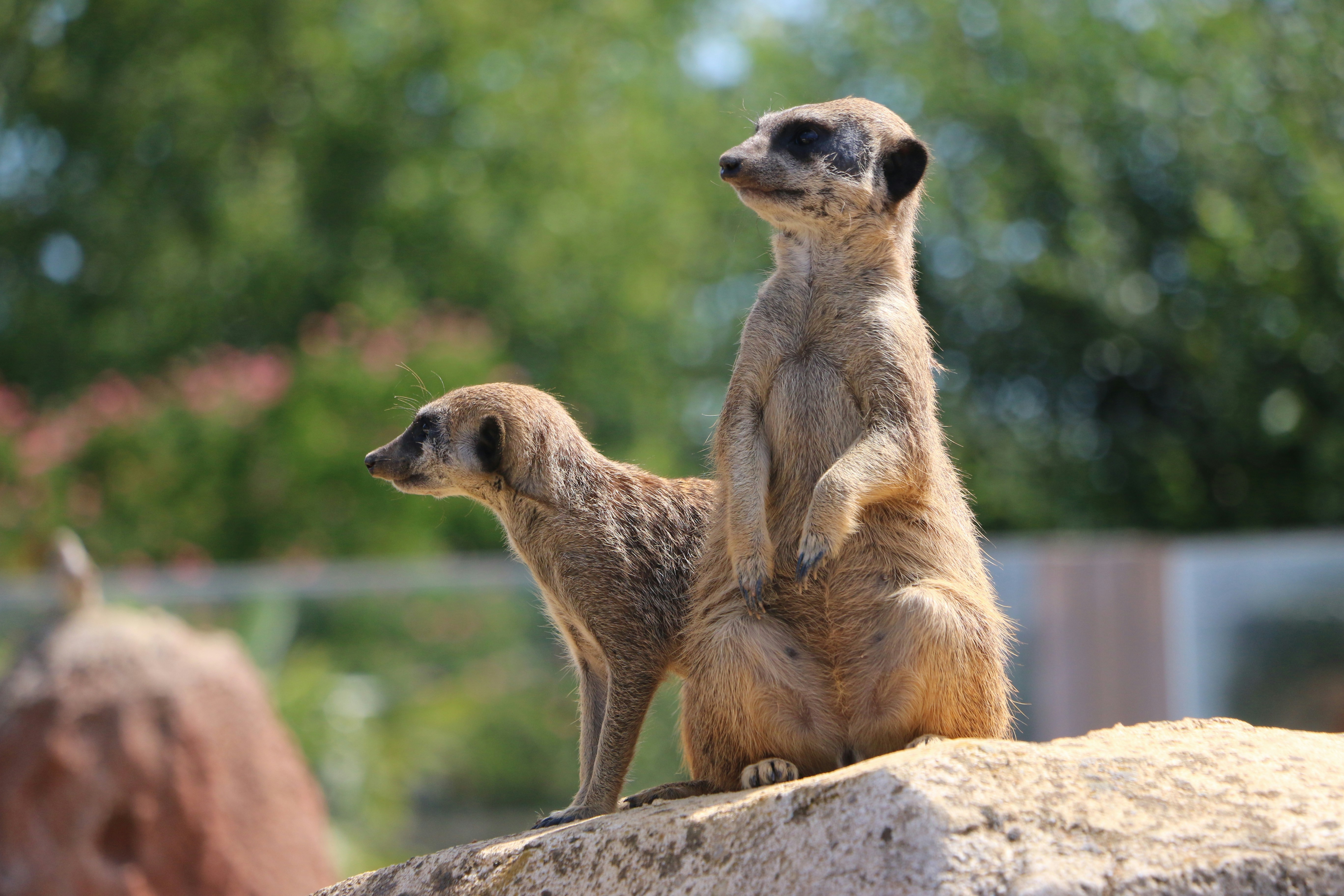 Vigilant Meerkats on Sunlit Perch
