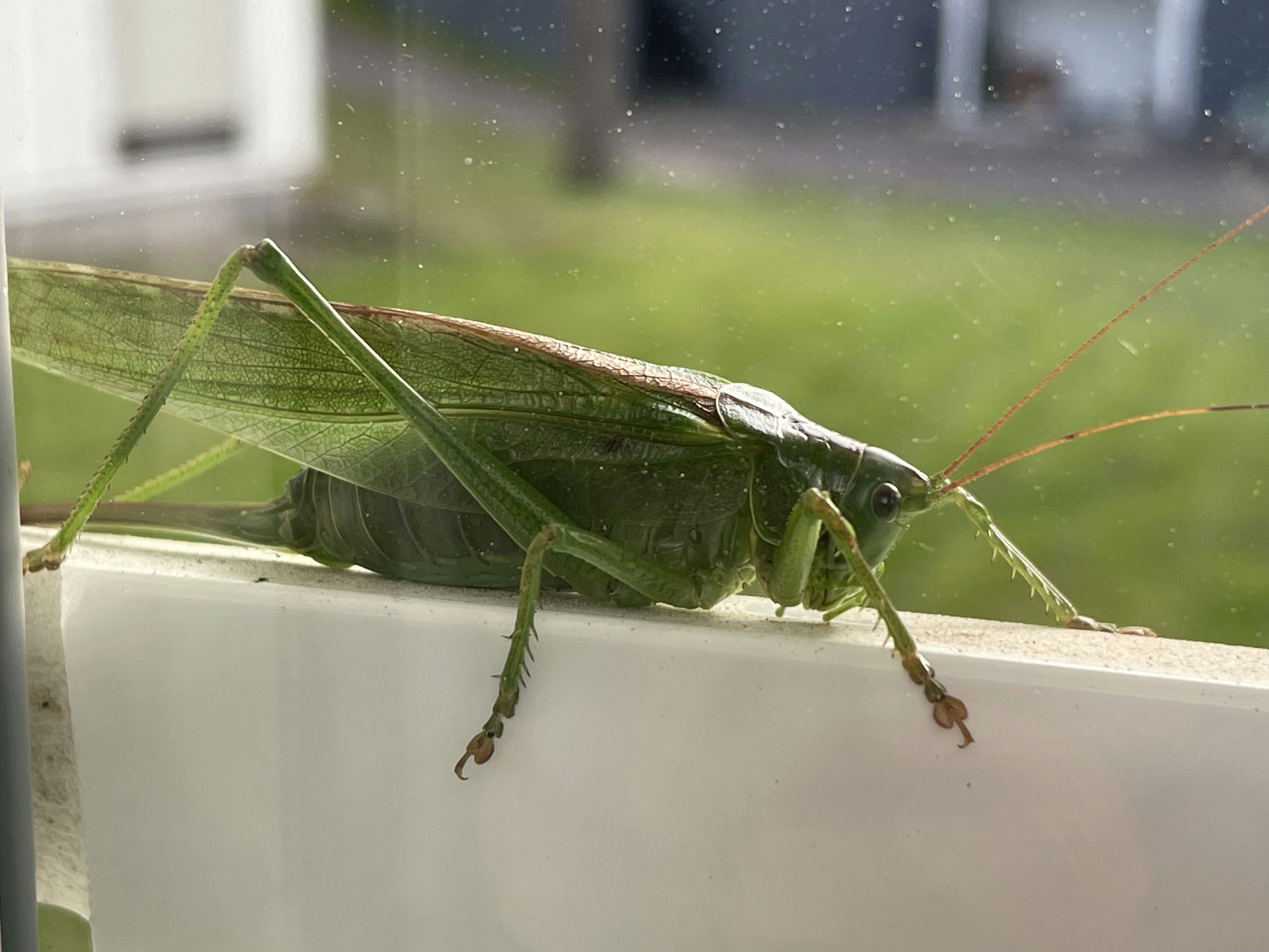 A close up of a grasshopper on a window sill photo – Free Animal Image ...