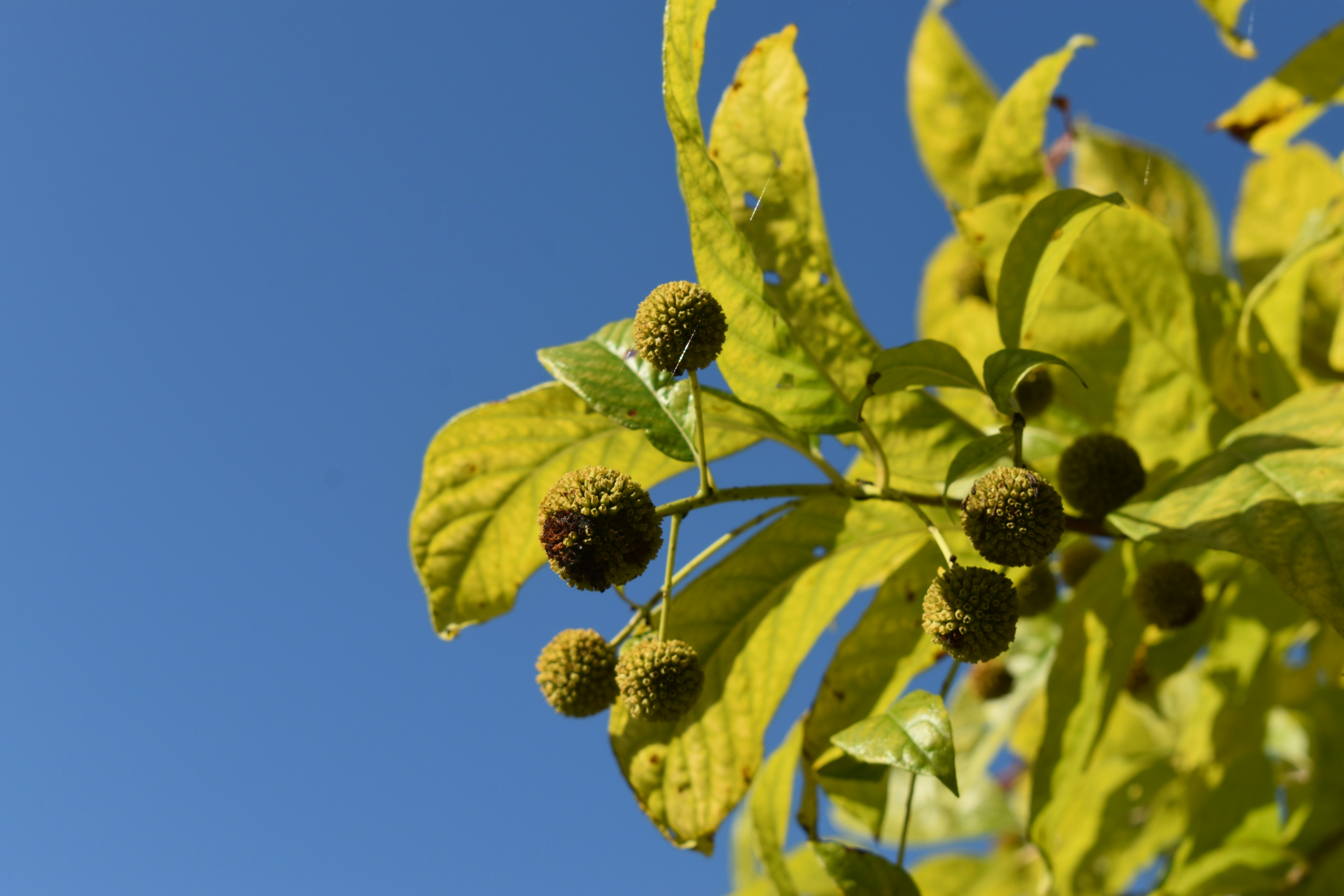 Photo by Brady Netzel with Nikon D3500