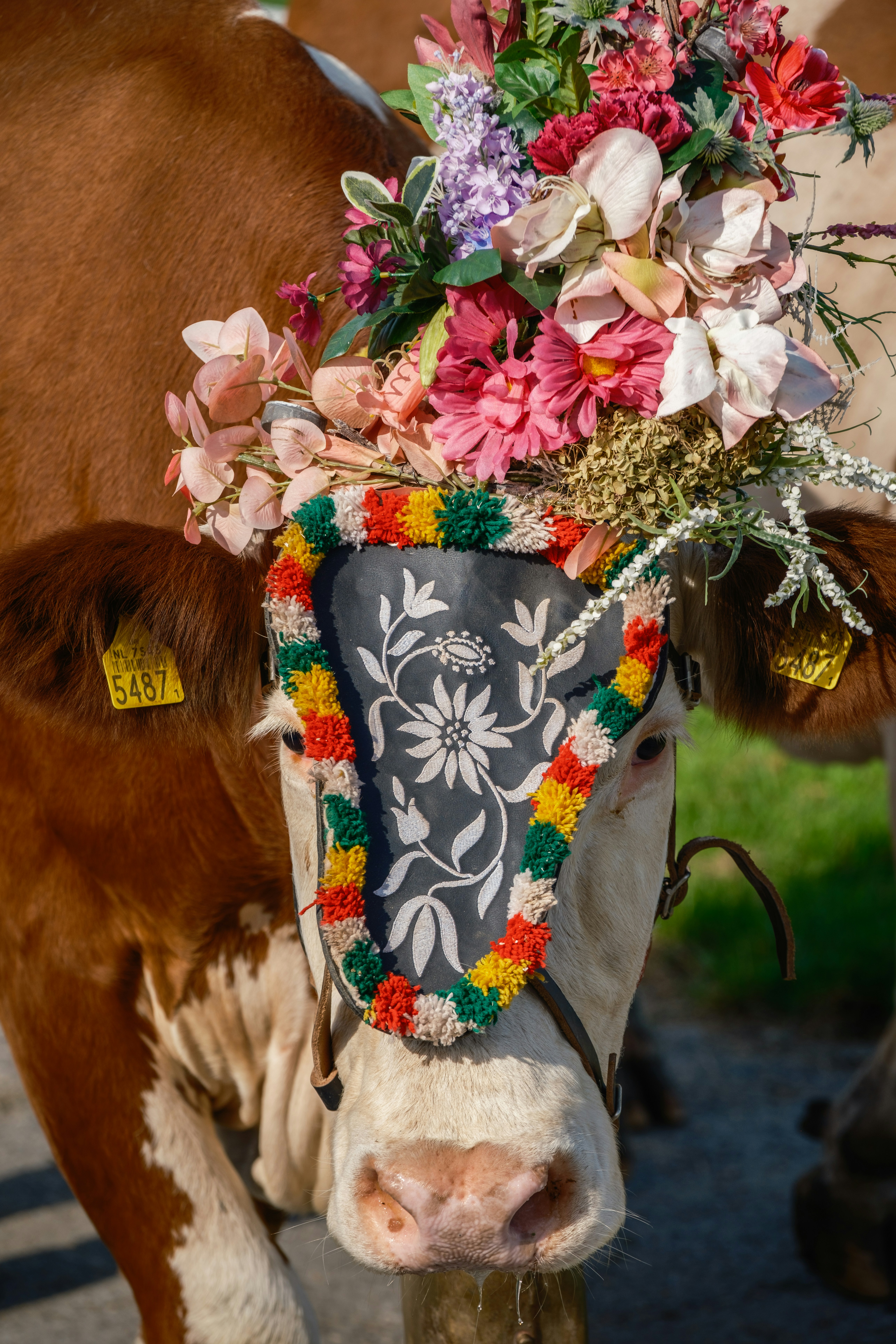 Bavarian Cow