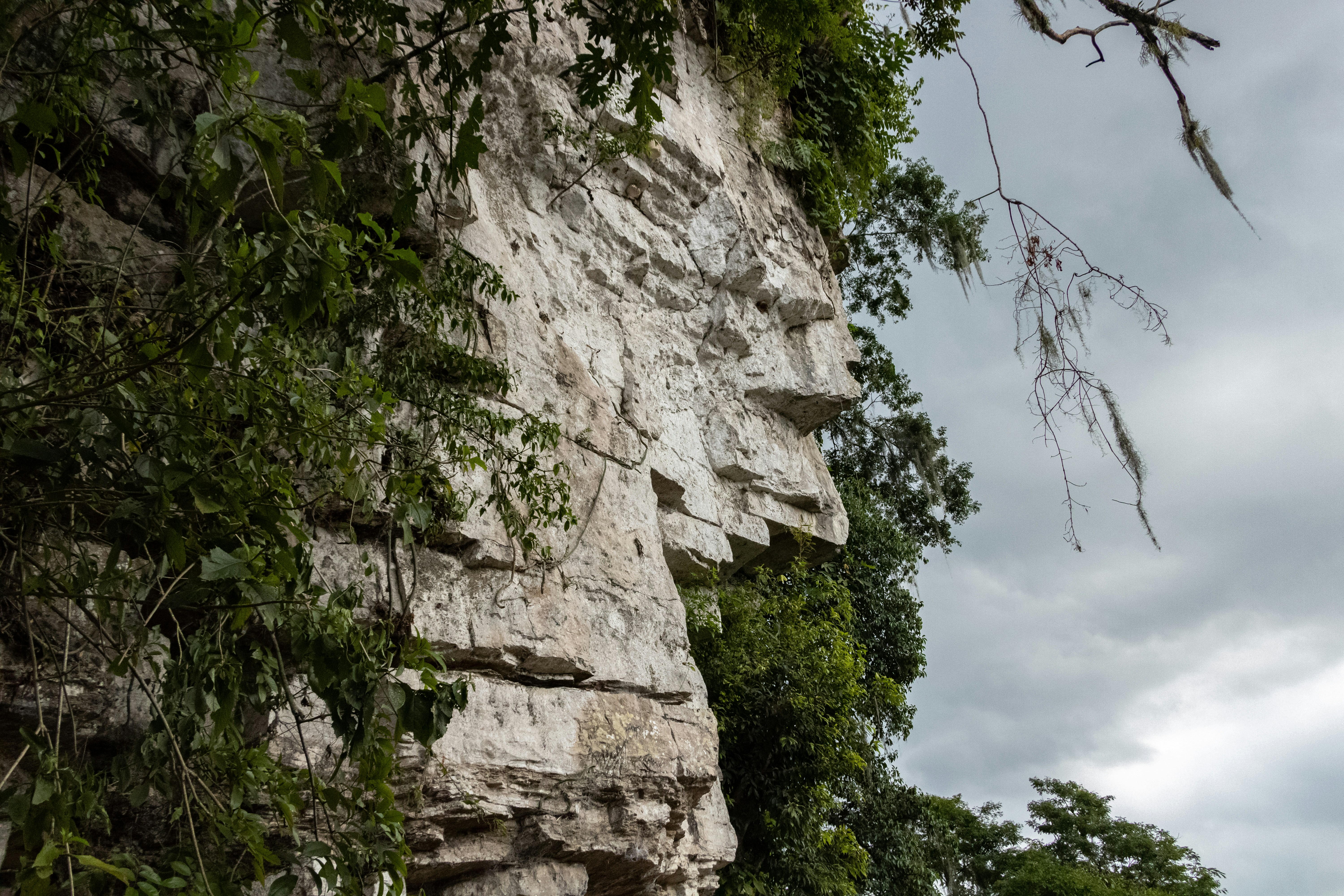 Una gran pared rocosa con árboles que crecen en ella foto – Imagen de ...