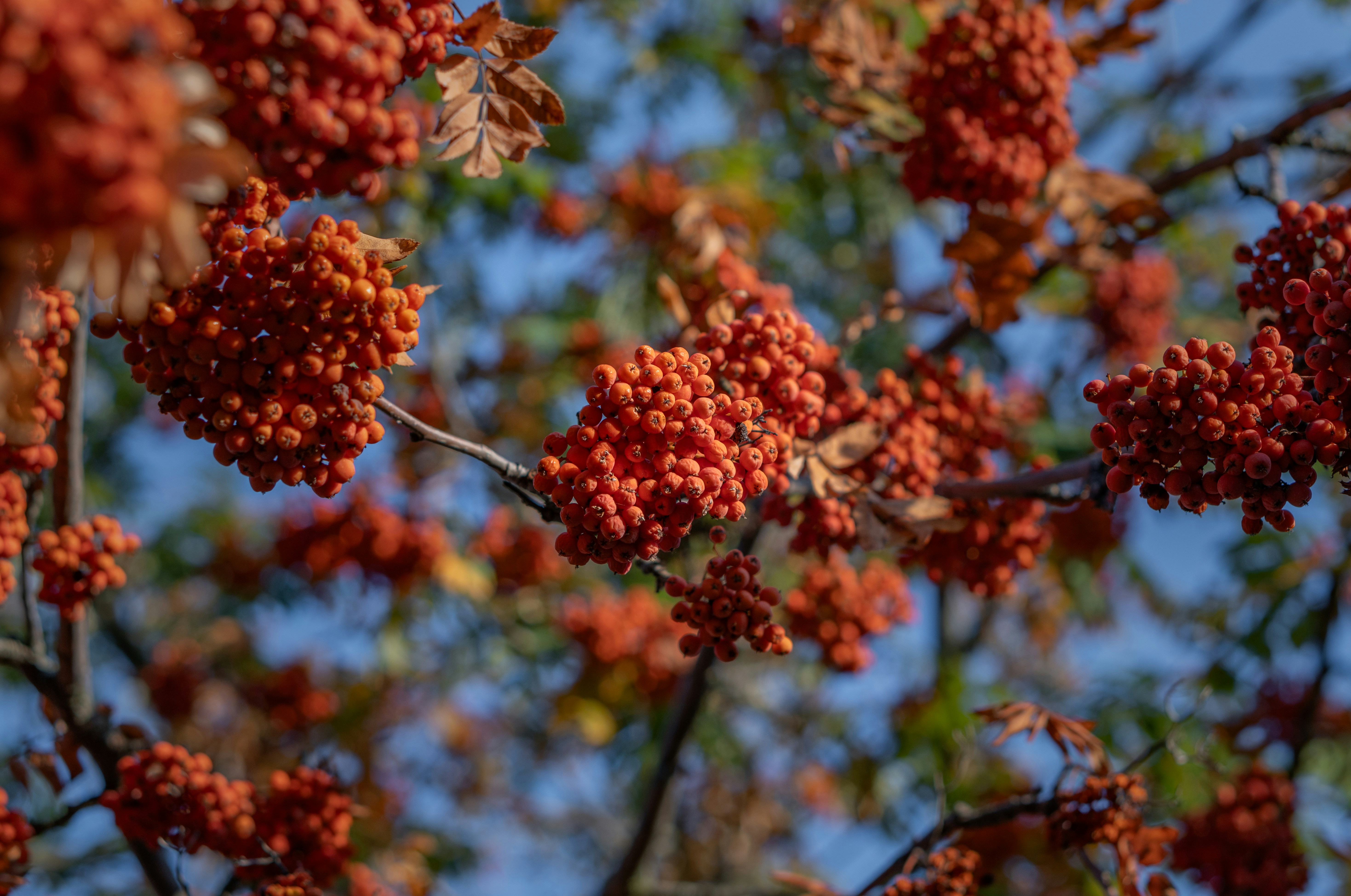 Crimson Berry Clusters Against a Sky-Blue Backdrop